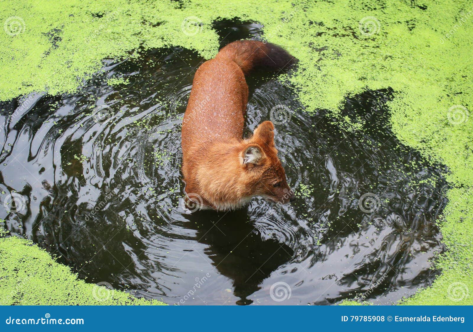 Dhole stock photo. Image of beast, closeup, look, canine - 79785908