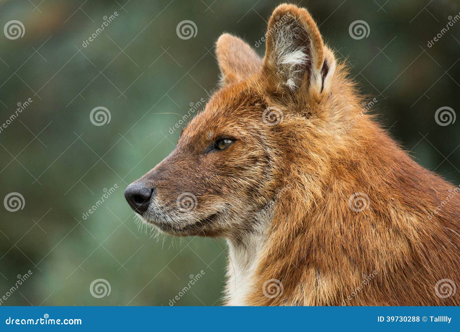 Dhole portrait stock photo. Image of earth, environment - 39730288