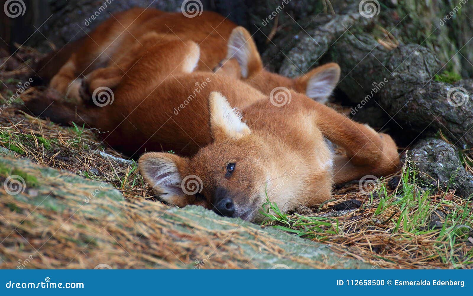 Dhole Pups