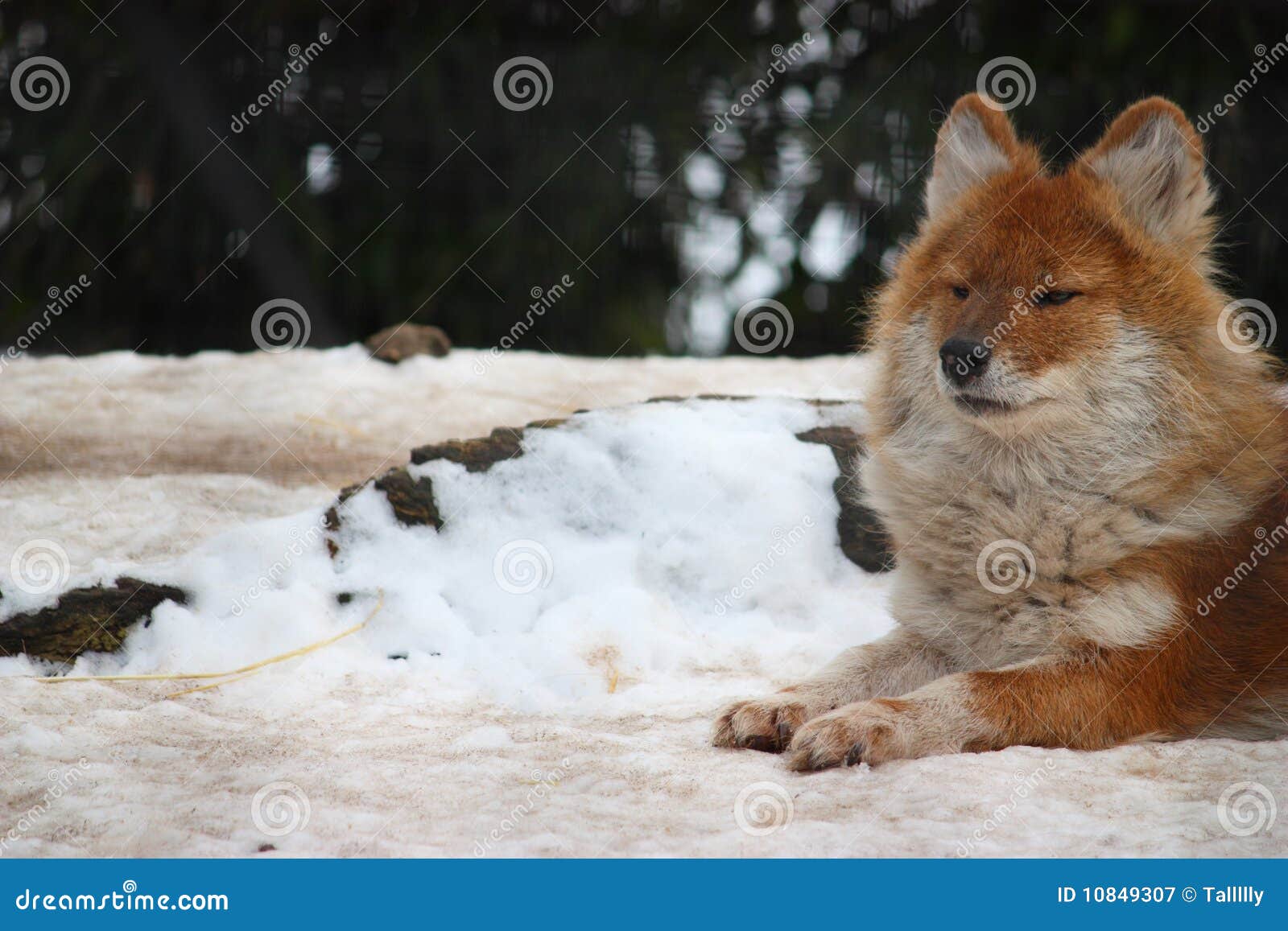 Dhole in snow stock image. Image of mammal, predator - 10849307