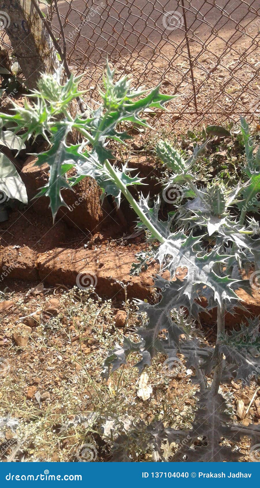 Dhotara Stock Photos - Free & Royalty-Free Stock Photos from Dreamstime