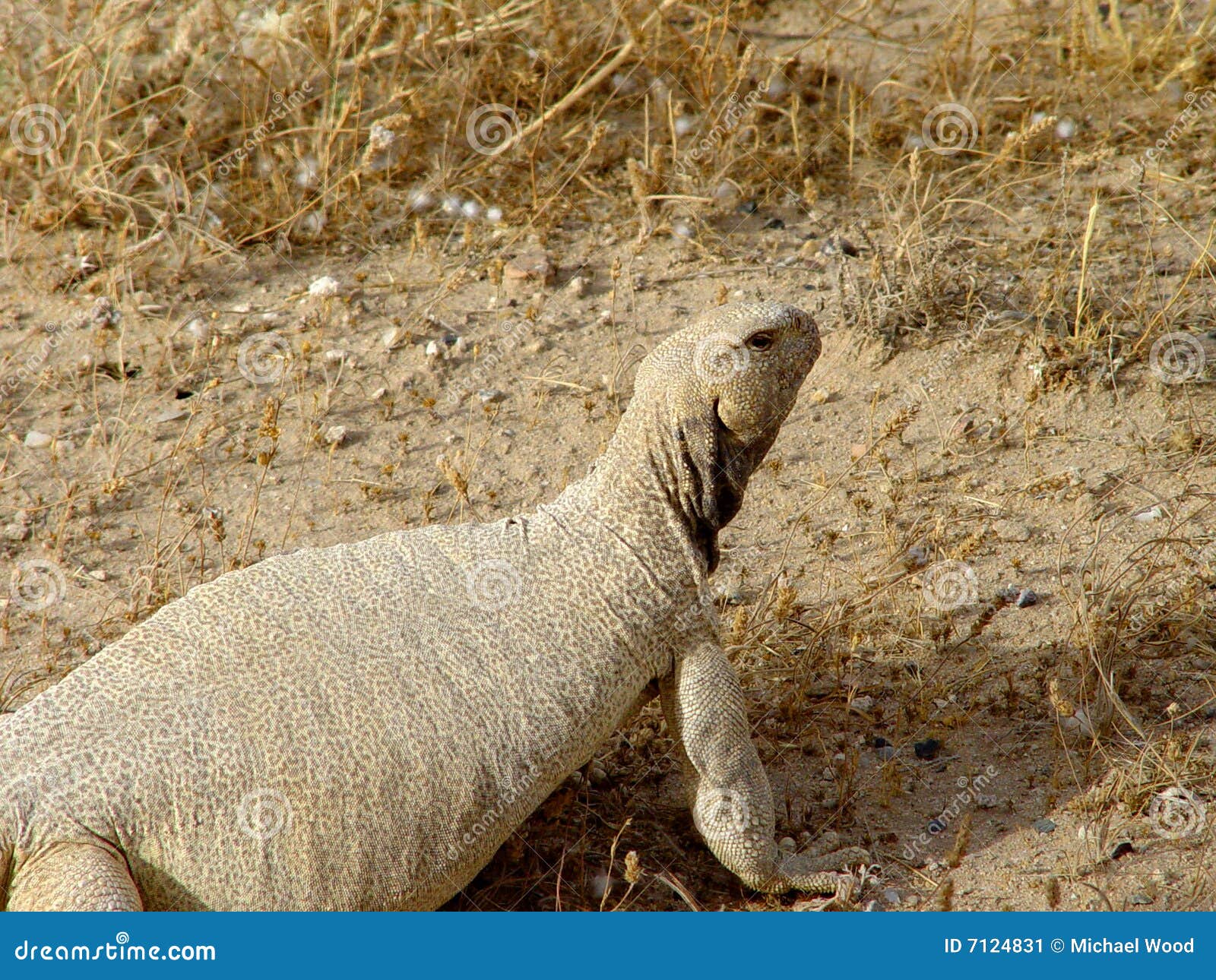 Dhub Lizard stock image. Image of reptile, lizard, soft - 7124831