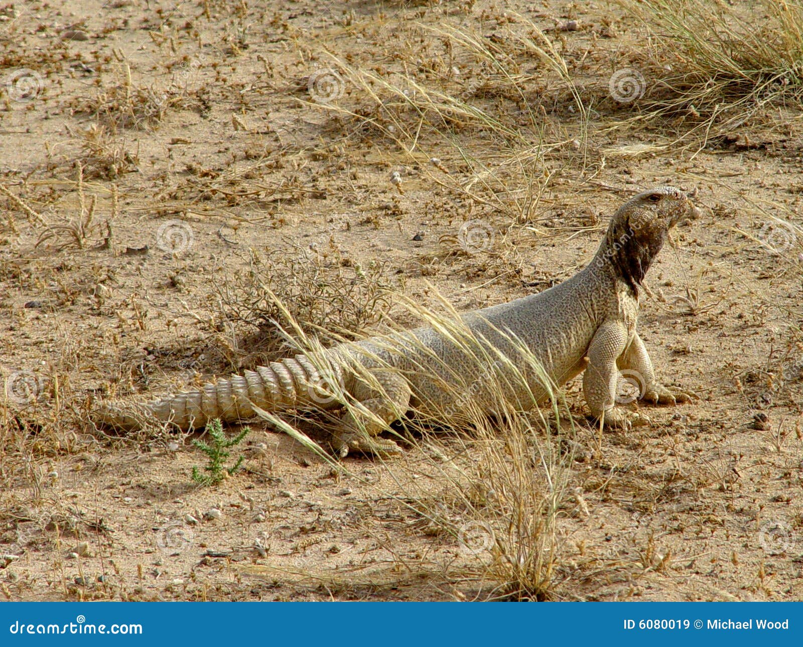 Dhub Lizard Kuwait stock image. Image of spiny, body, wildlife - 6080019