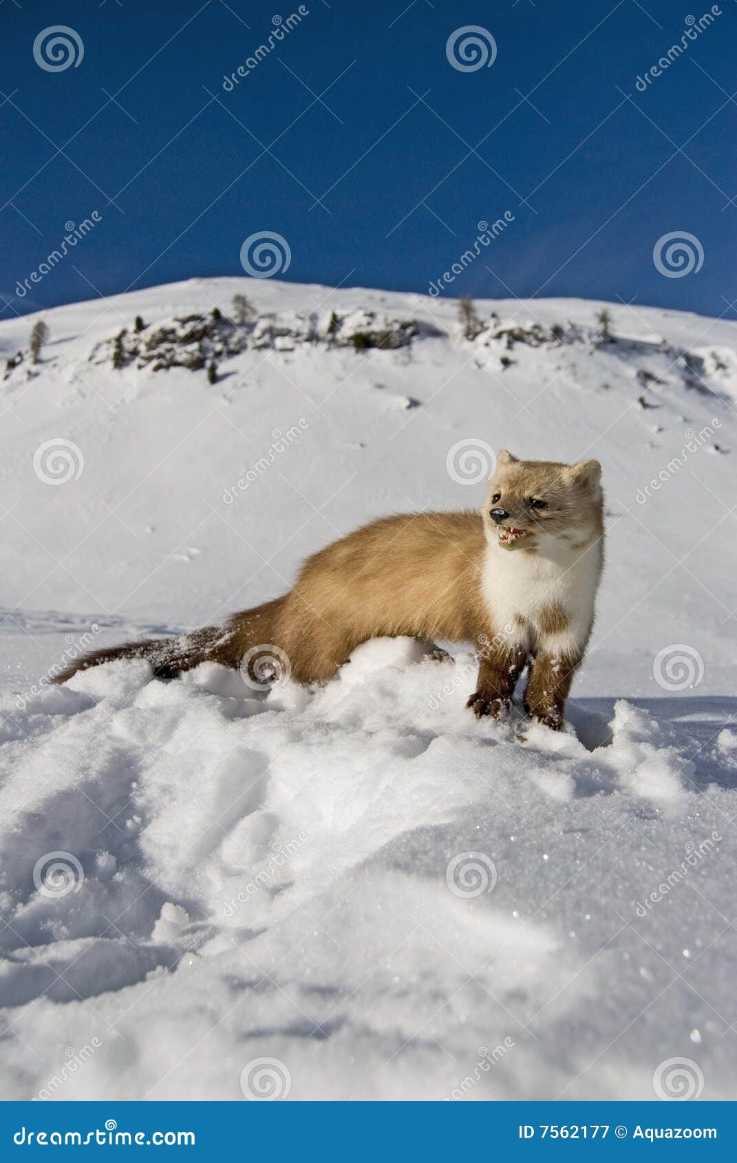 Di fassa val vessla fotografering för bildbyråer. Bild av speciell ...