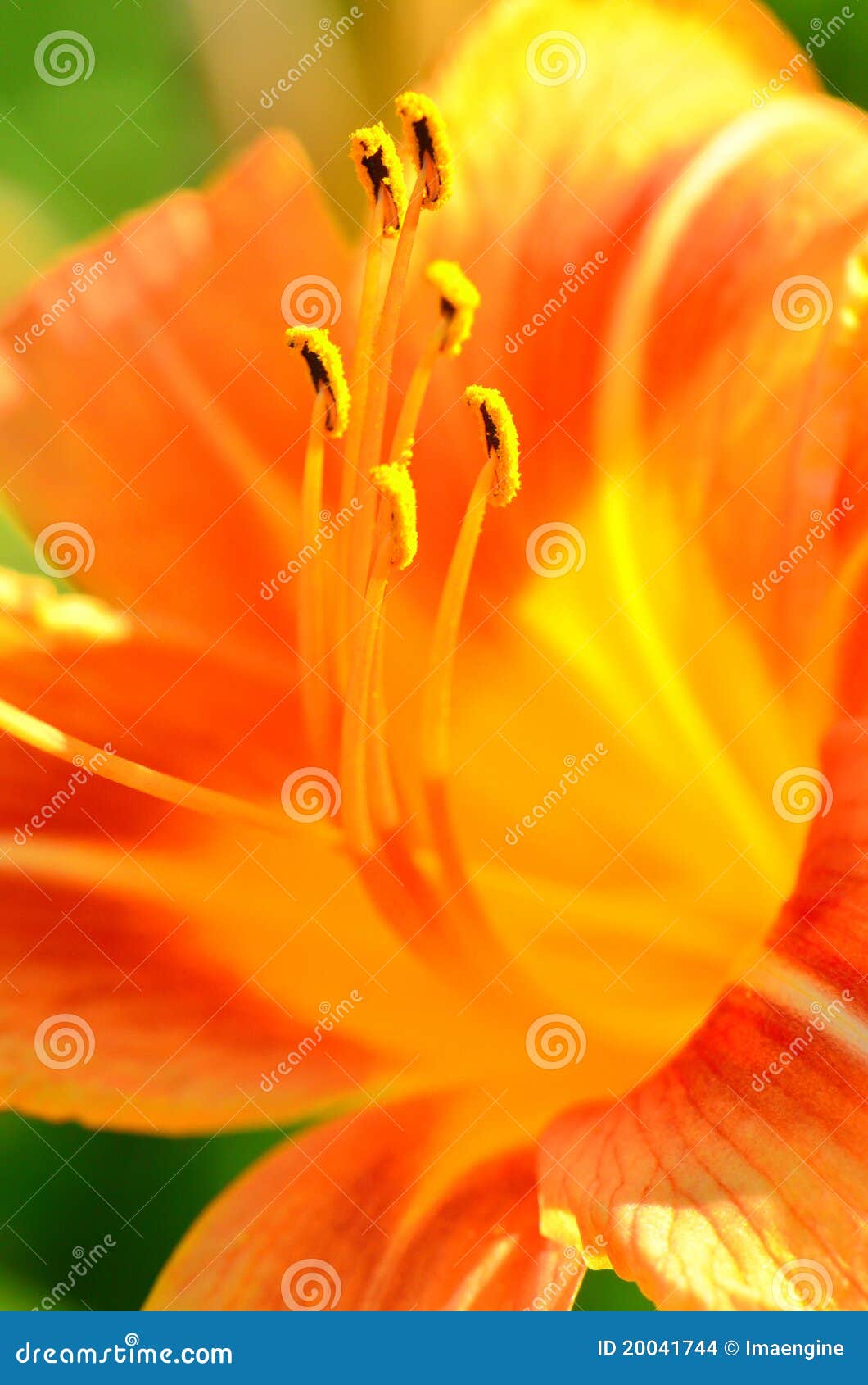 Di Macro Particolari Alti Vicini Del Fiore Lilly - Fotografia Stock ...