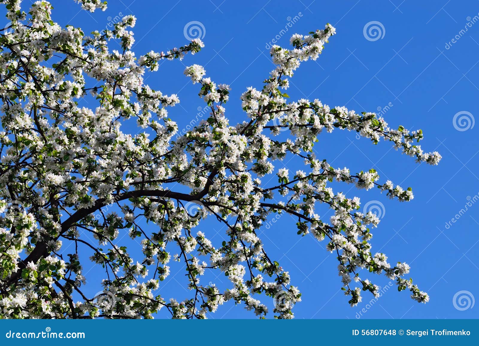 Di melo in fiore fotografia stock. Immagine di risveglio - 56807648