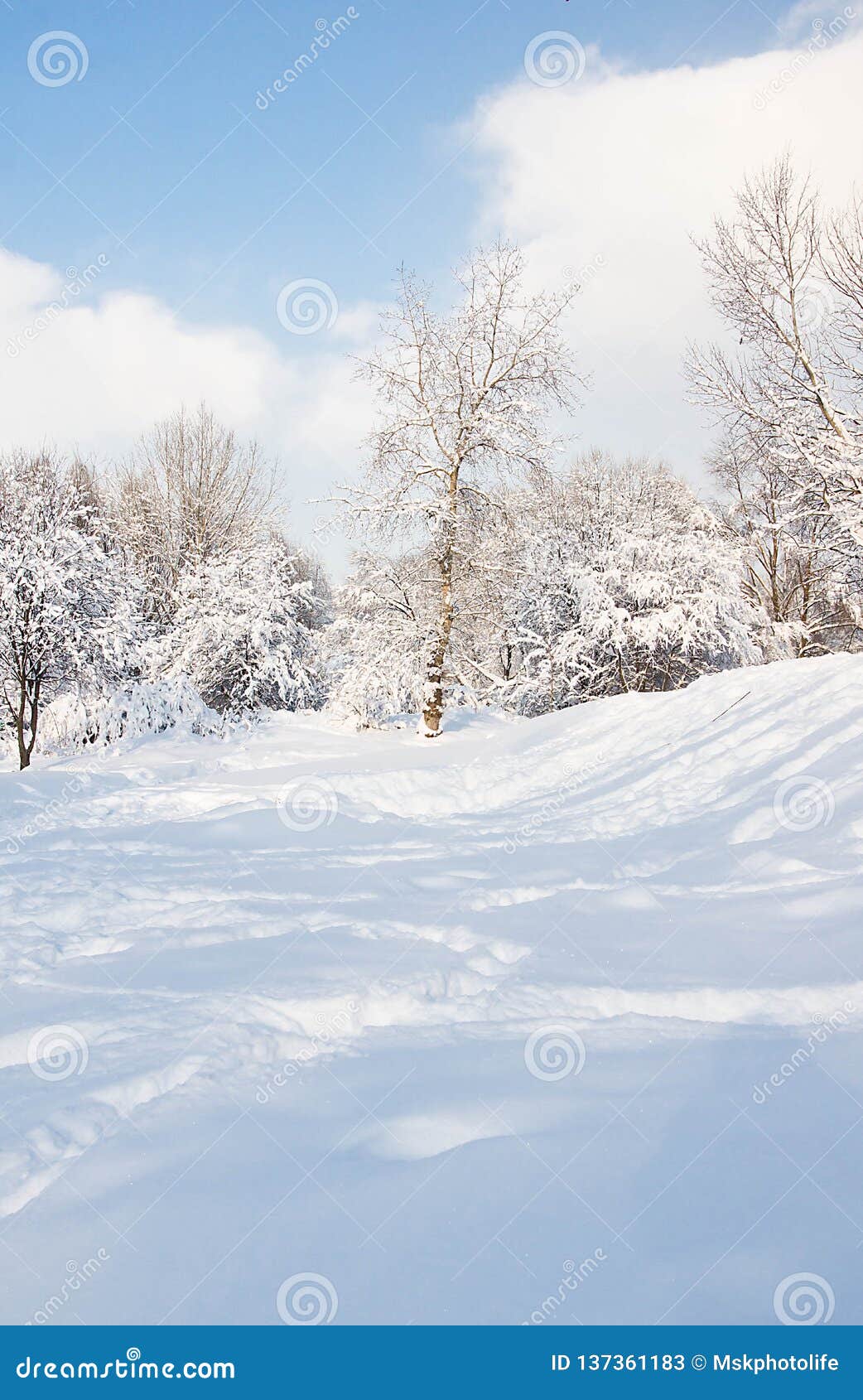 Dia Ensolarado E Nevado No Parque Da Cidade Imagem de Stock - Imagem de ...
