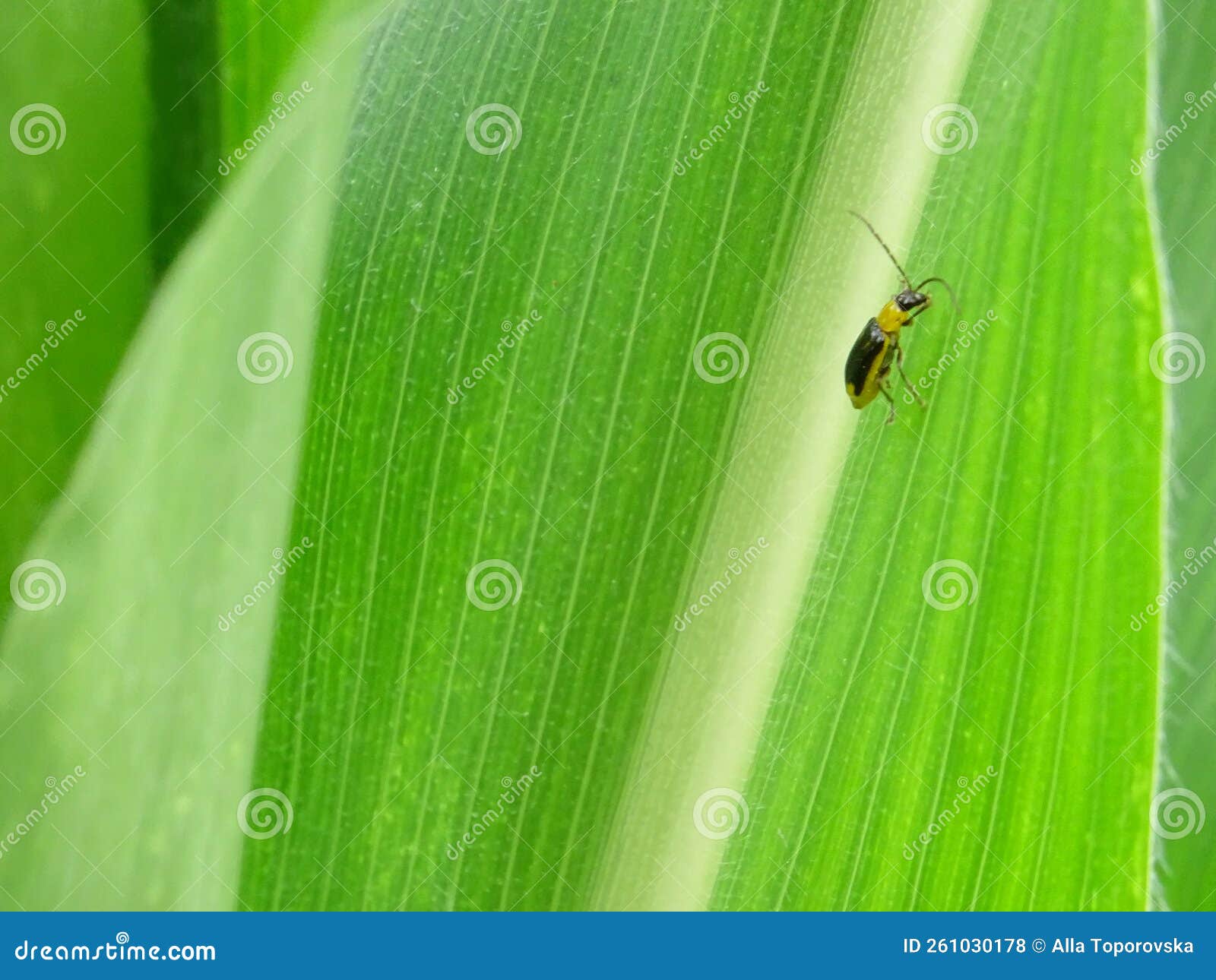 Diabrotica is a Pest in Corn Fields in the Natural Environment Stock ...