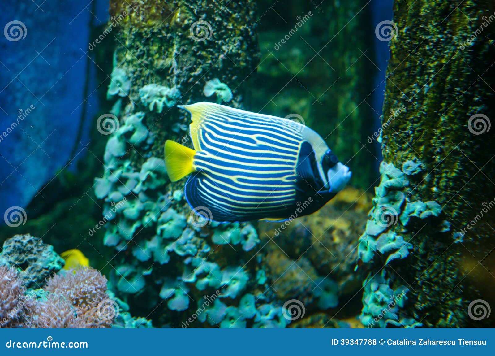 Diacanthus Real De Pygoplites Del Angelote Foto de archivo - Imagen de ...