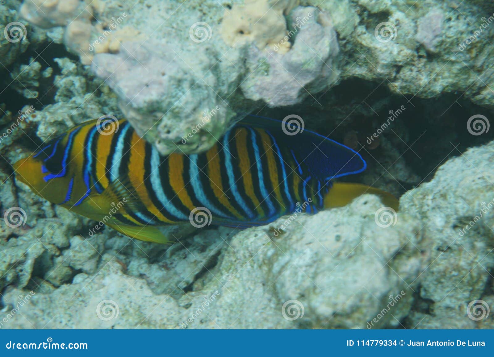 Diacanthus Real De Pygoplites Do Diacanthus Foto de Stock - Imagem de ...