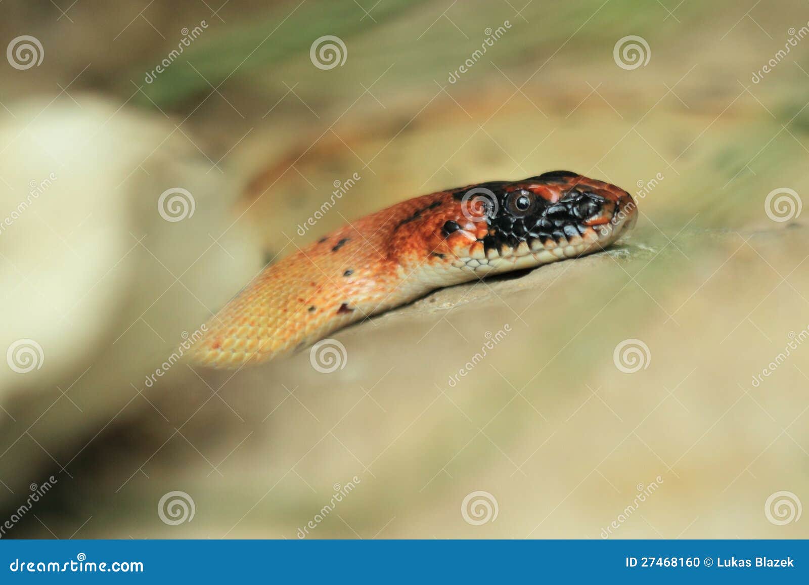Spalerosophis Diadema, Known Commonly As The Diadem Snake And The Royal ...