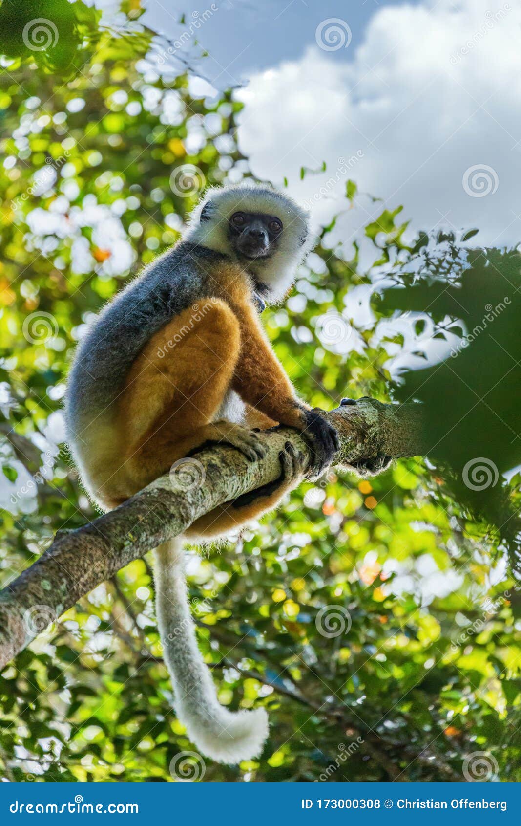 Diademed Sifaka Sitting on a Branch in the Trees Stock Photo - Image of ...