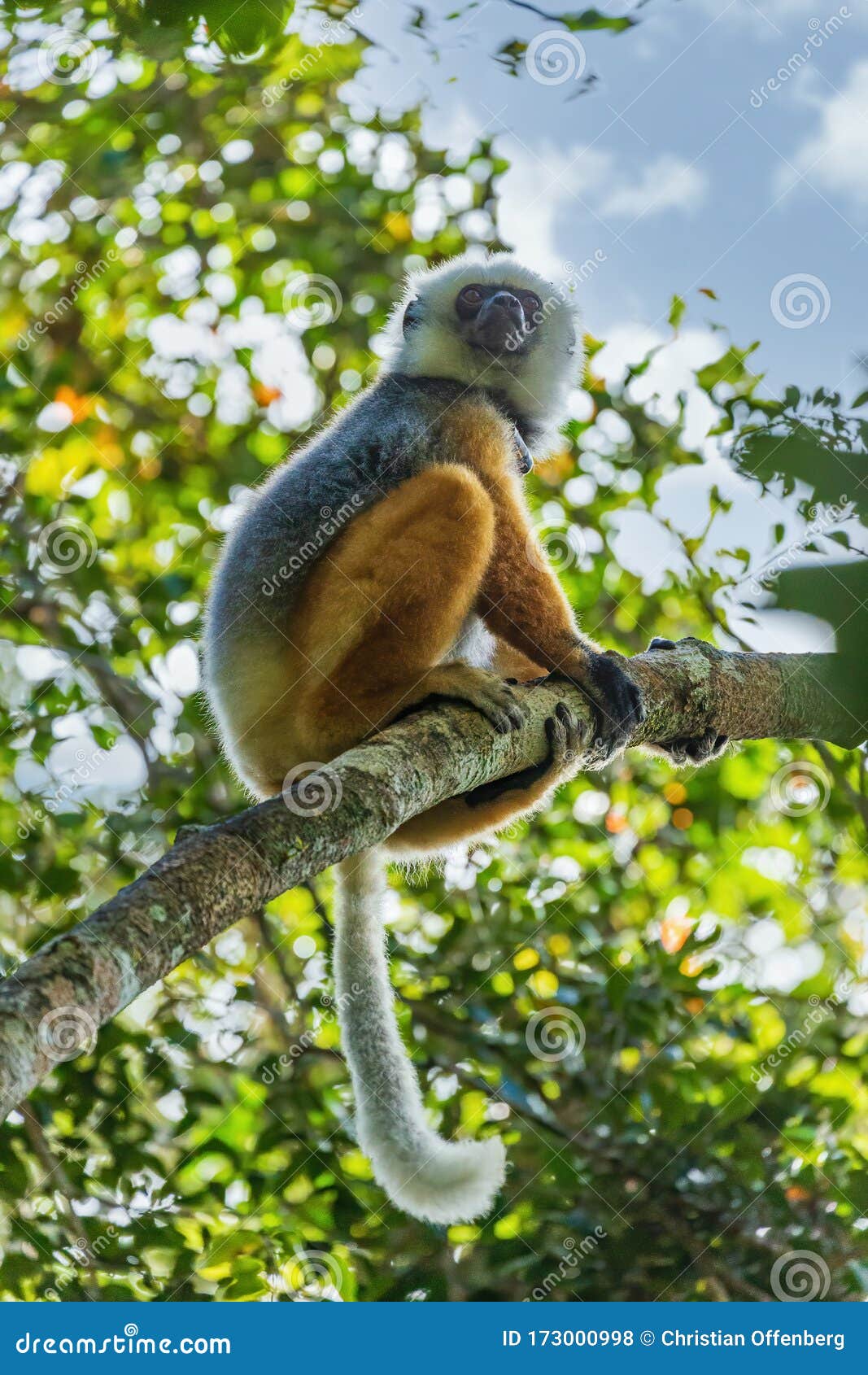 Diademed Sifaka Sitting on a Branch in the Trees Stock Photo - Image of ...