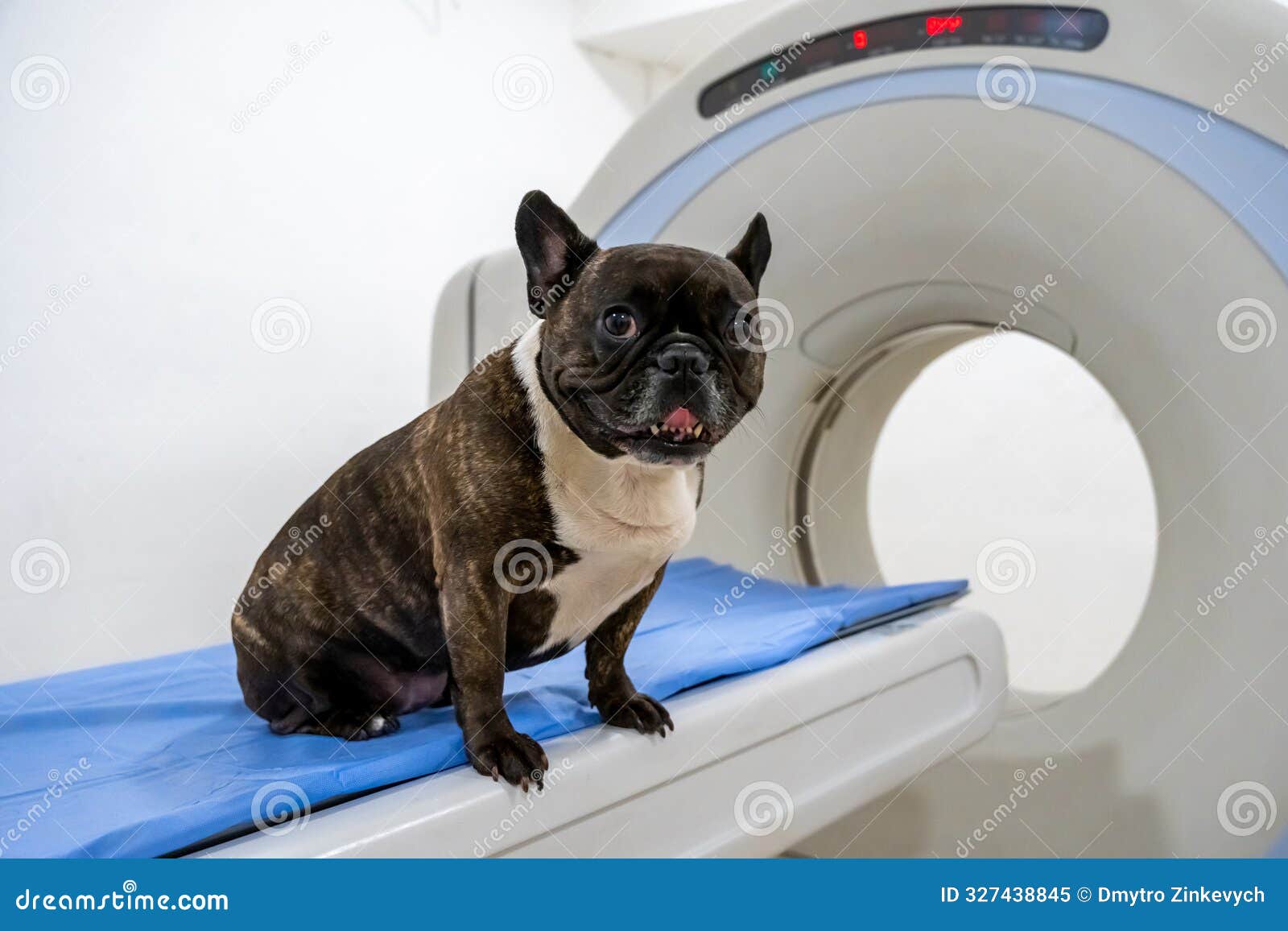 Cute Dog Sitting on the MRI and Waiting for the Procedure Stock Image ...