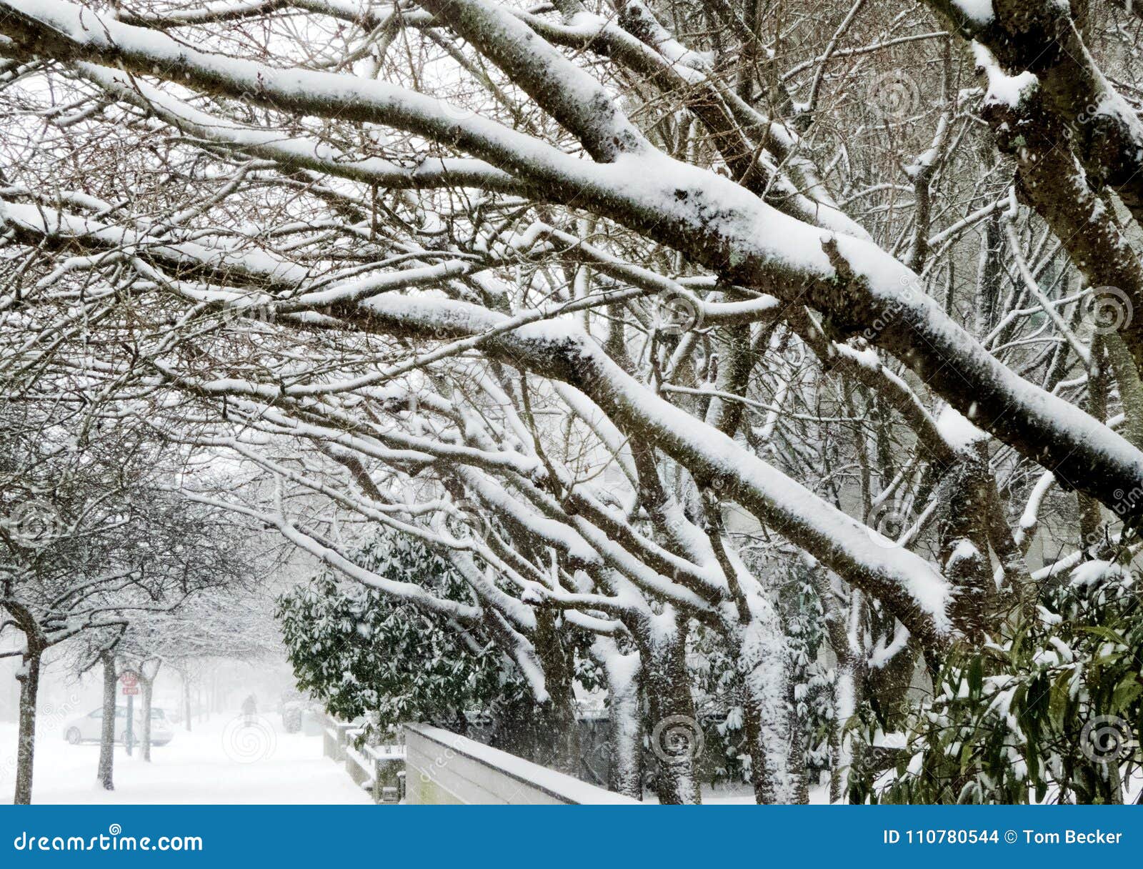 A Diagonal Array of Snow Covered Trees Line this City Sidewalk Stock ...