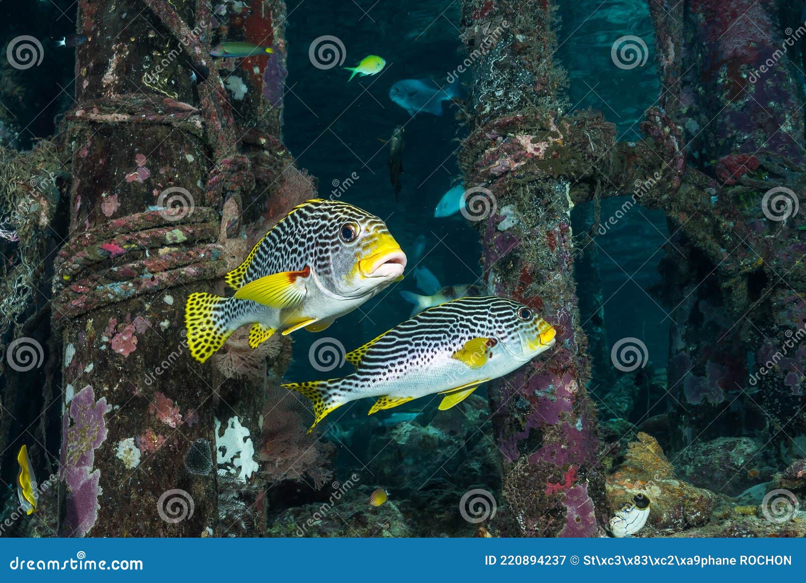 Diagonal-banded Sweetlips Fish Stock Image - Image of fish, dive: 220894237