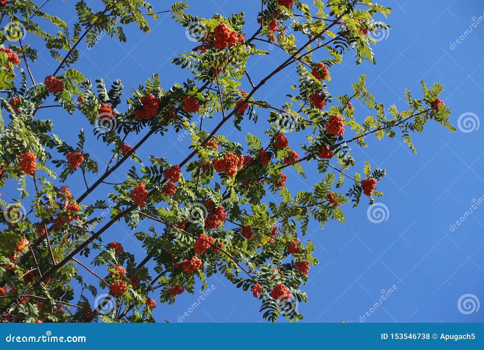 940 Diagonal Branches Photos - Free & Royalty-Free Stock Photos from ...