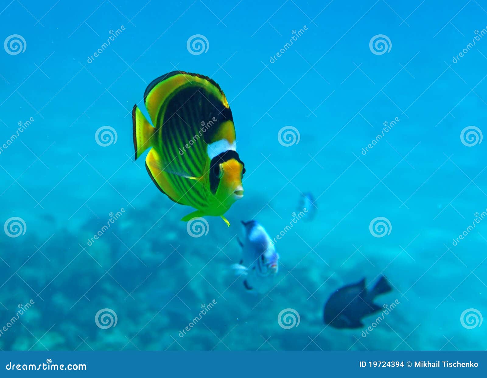 Diagonal Butterflyfish stock photo. Image of leisure - 19724394