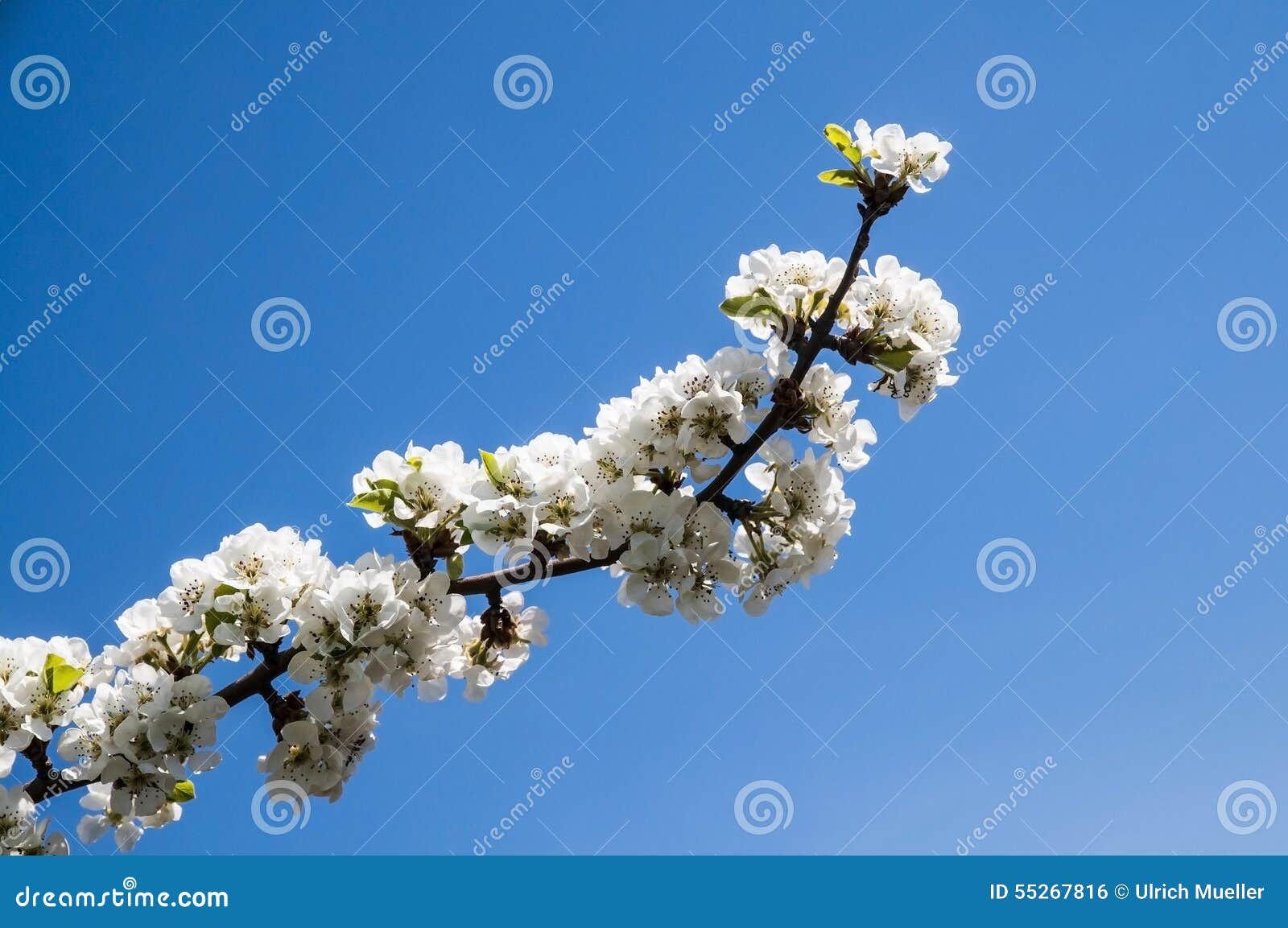 Diagonal Cherry Blossom Branch Stock Photo - Image of diagonal, cherry ...