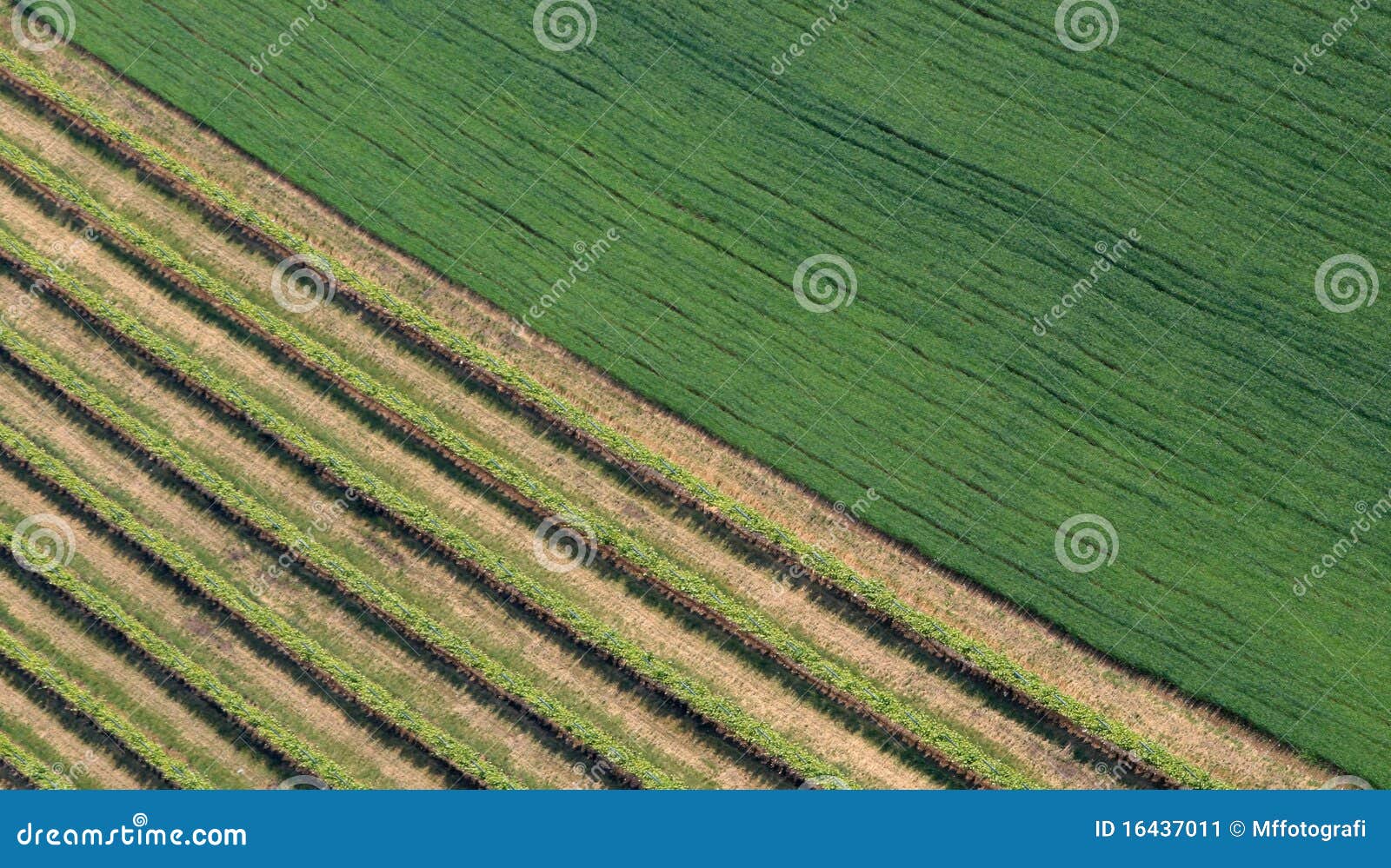 Diagonal field stock image. Image of wine, trees, food - 16437011