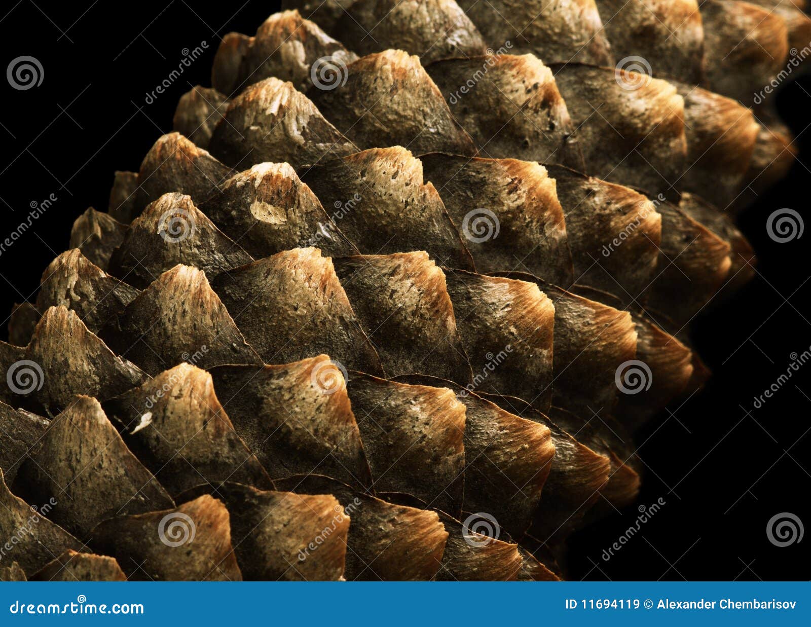 Diagonal fir cone texture stock image. Image of dried - 11694119