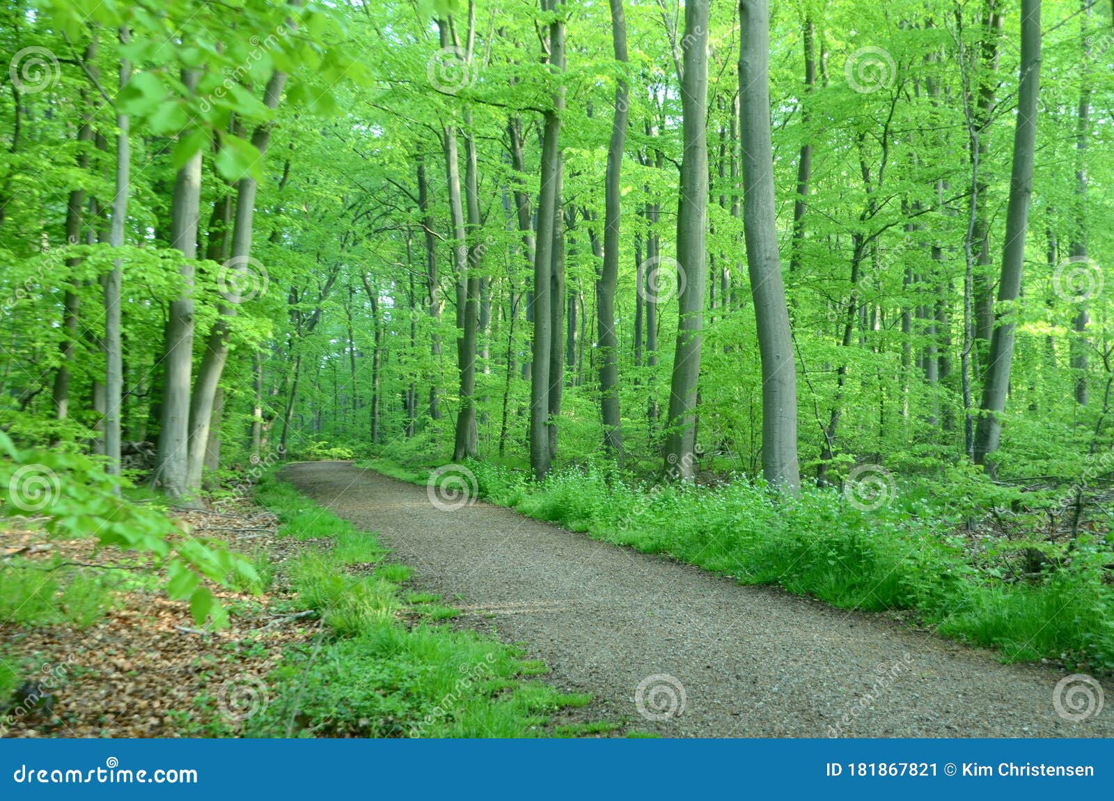 Diagonal Forset Path in a Sping Colored Forest Stock Image - Image of ...