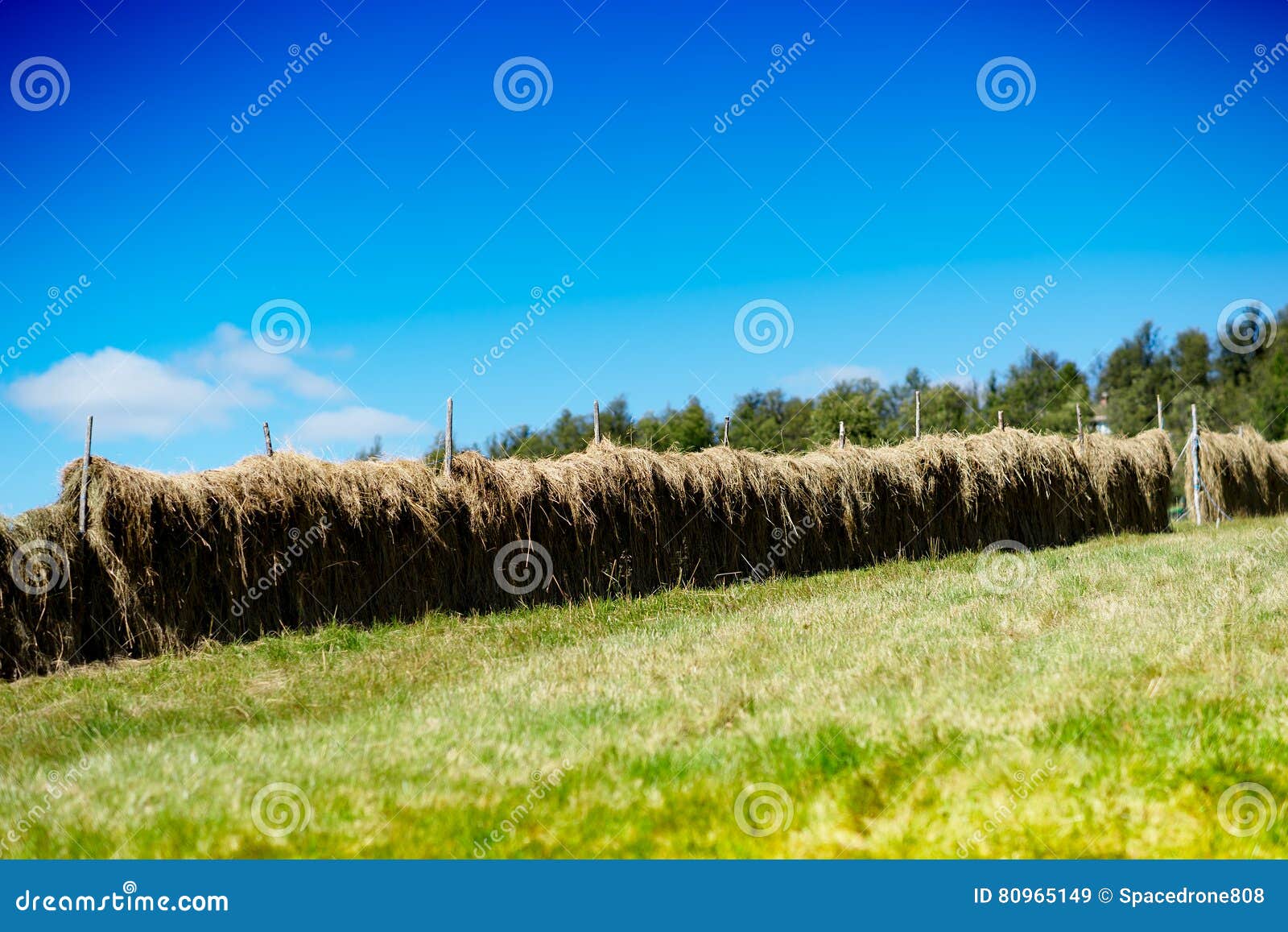 Diagonal Haystacks Landscape Background Stock Image - Image of nature ...
