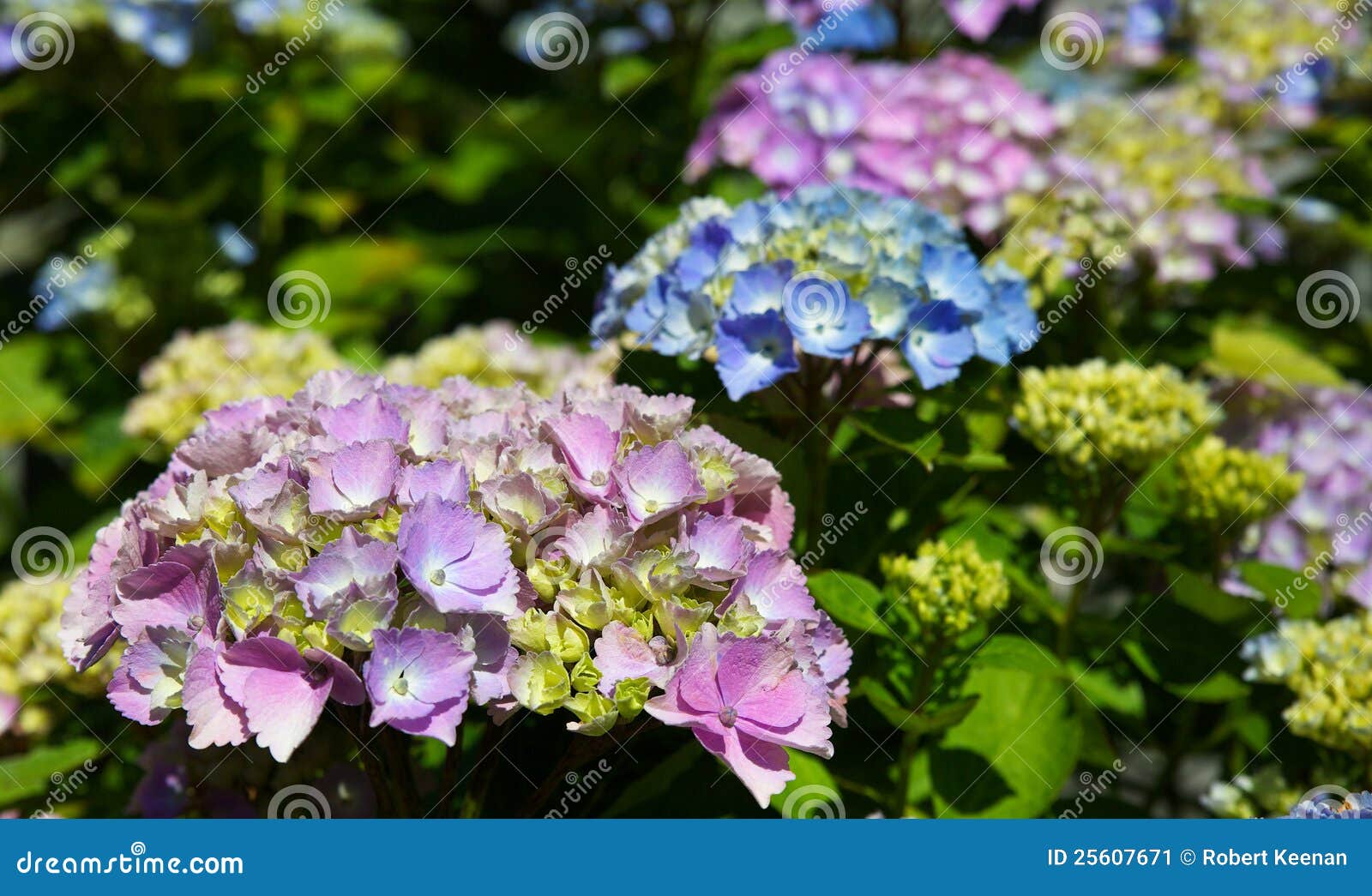 Hydrangeas Row Stock Photos - Free & Royalty-Free Stock Photos from ...