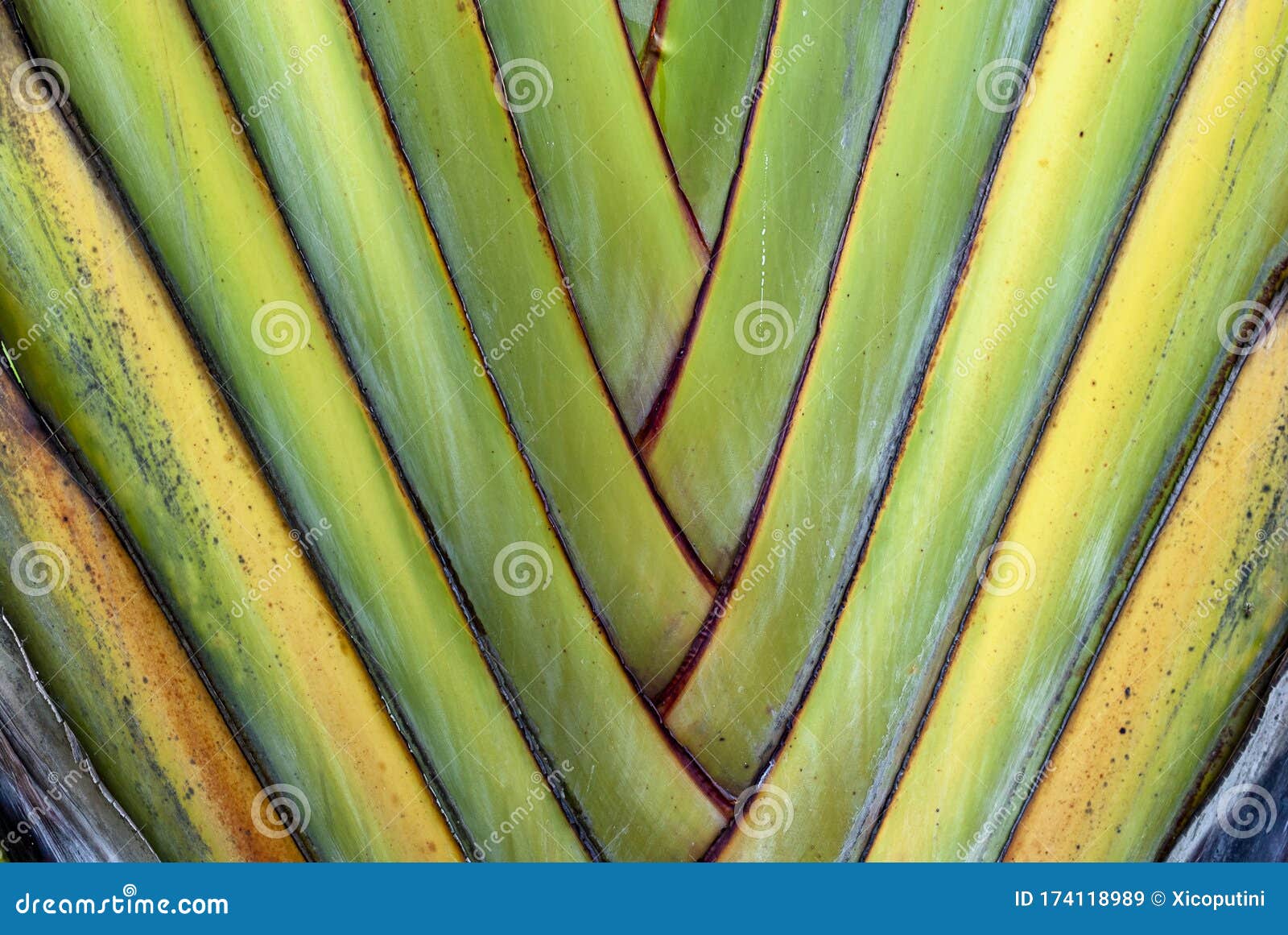 Leaves Of A Brazilian Native Palm Tree, Butia Eriospatha Stock Image ...