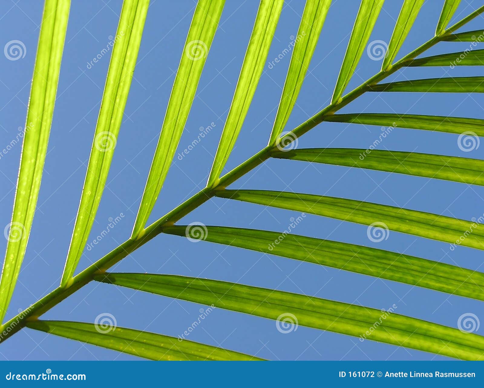 Diagonal leaf stock photo. Image of transparent, detail - 161072