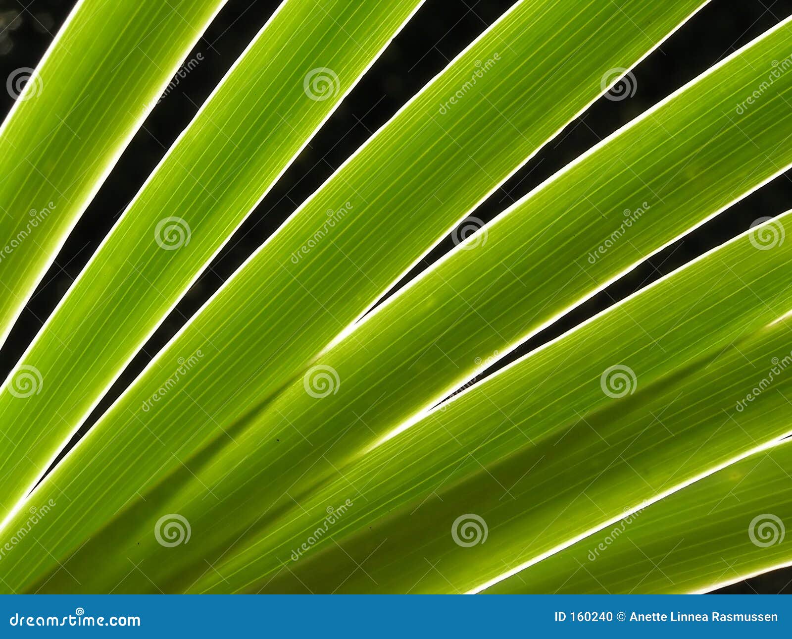 Diagonal leaves stock photo. Image of stretching, parallel - 160240