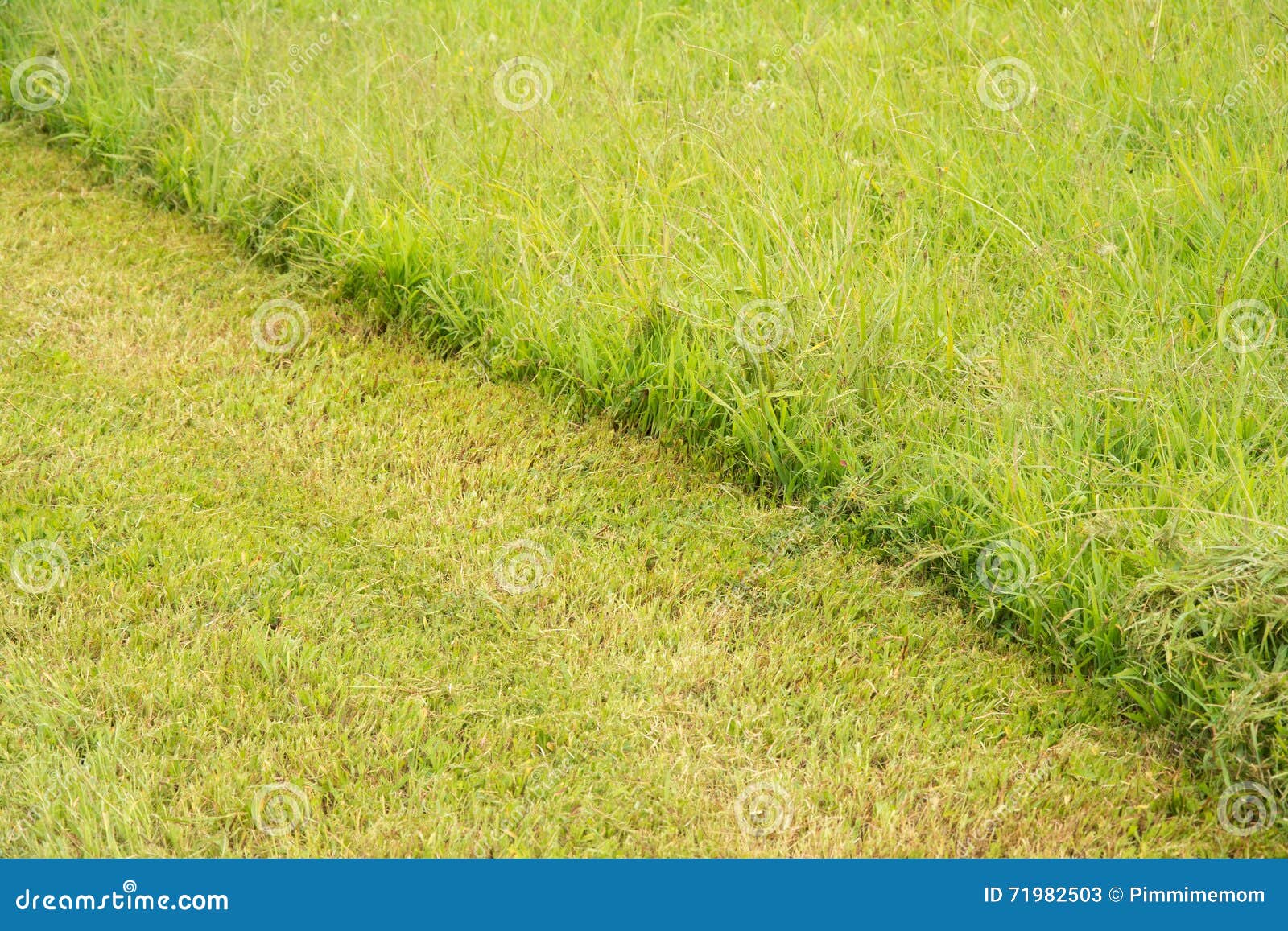 Diagonal line in grass stock image. Image of farm, lawn - 71982503