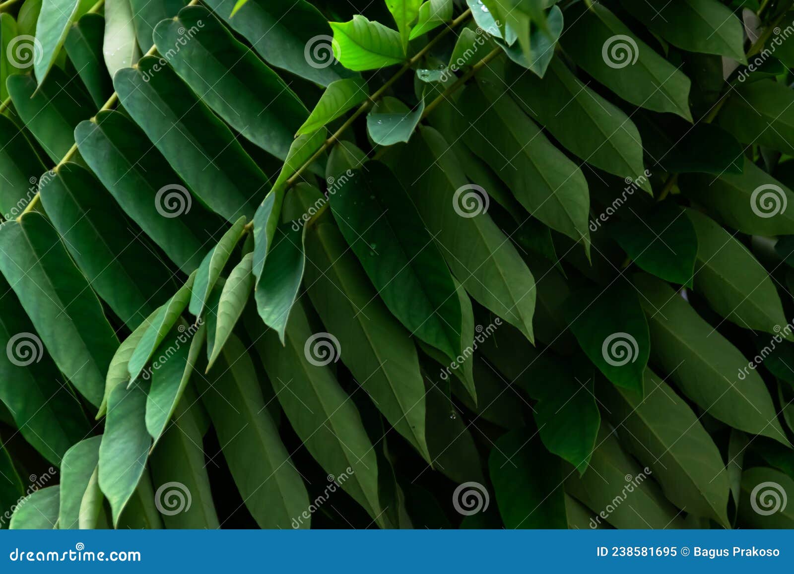 Diagonal Lines of Green Leaves Makes a Beautiful Pattern for Nature ...