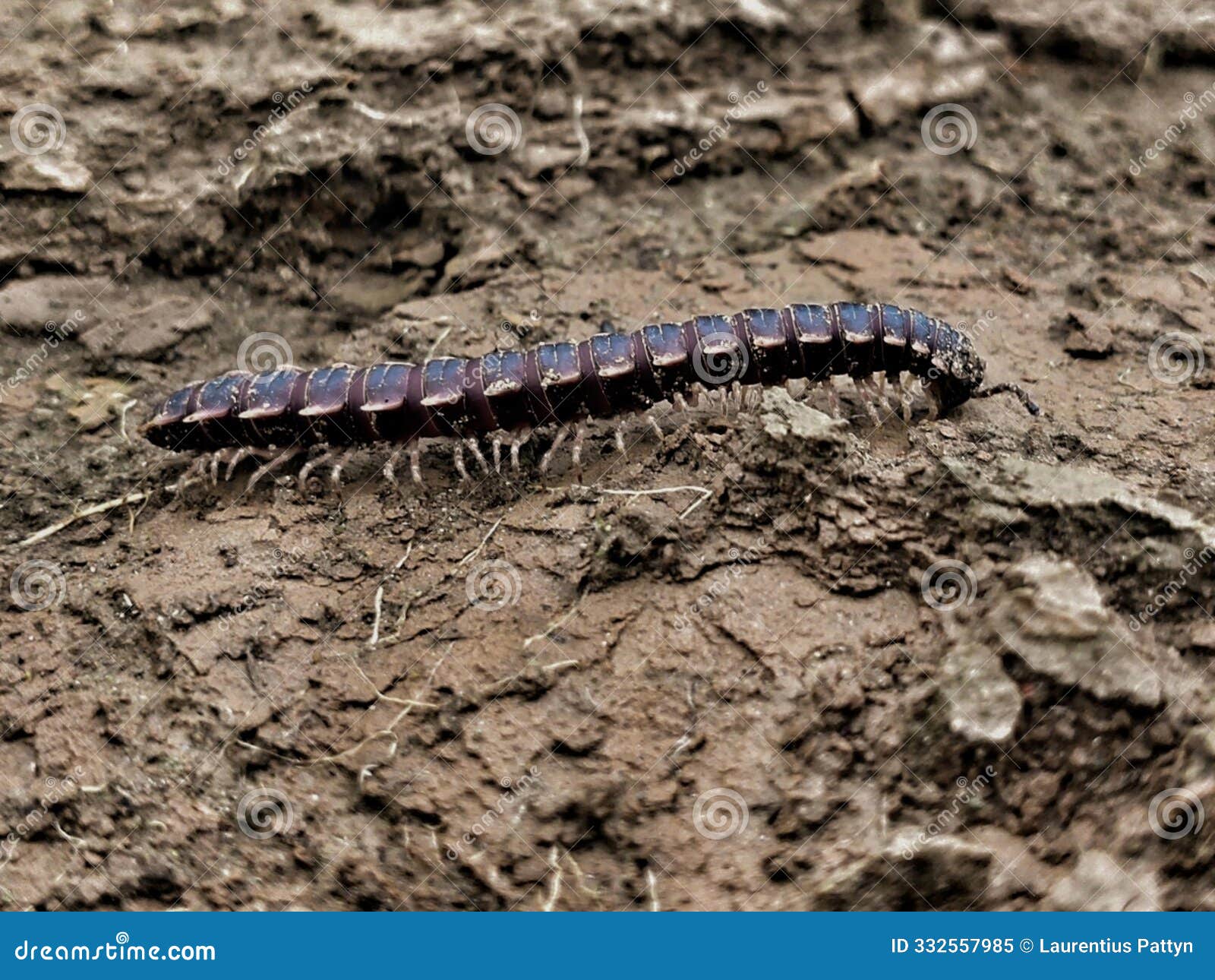 Diagonal Millipede on Alluvial Soil Texture Stock Image - Image of ...