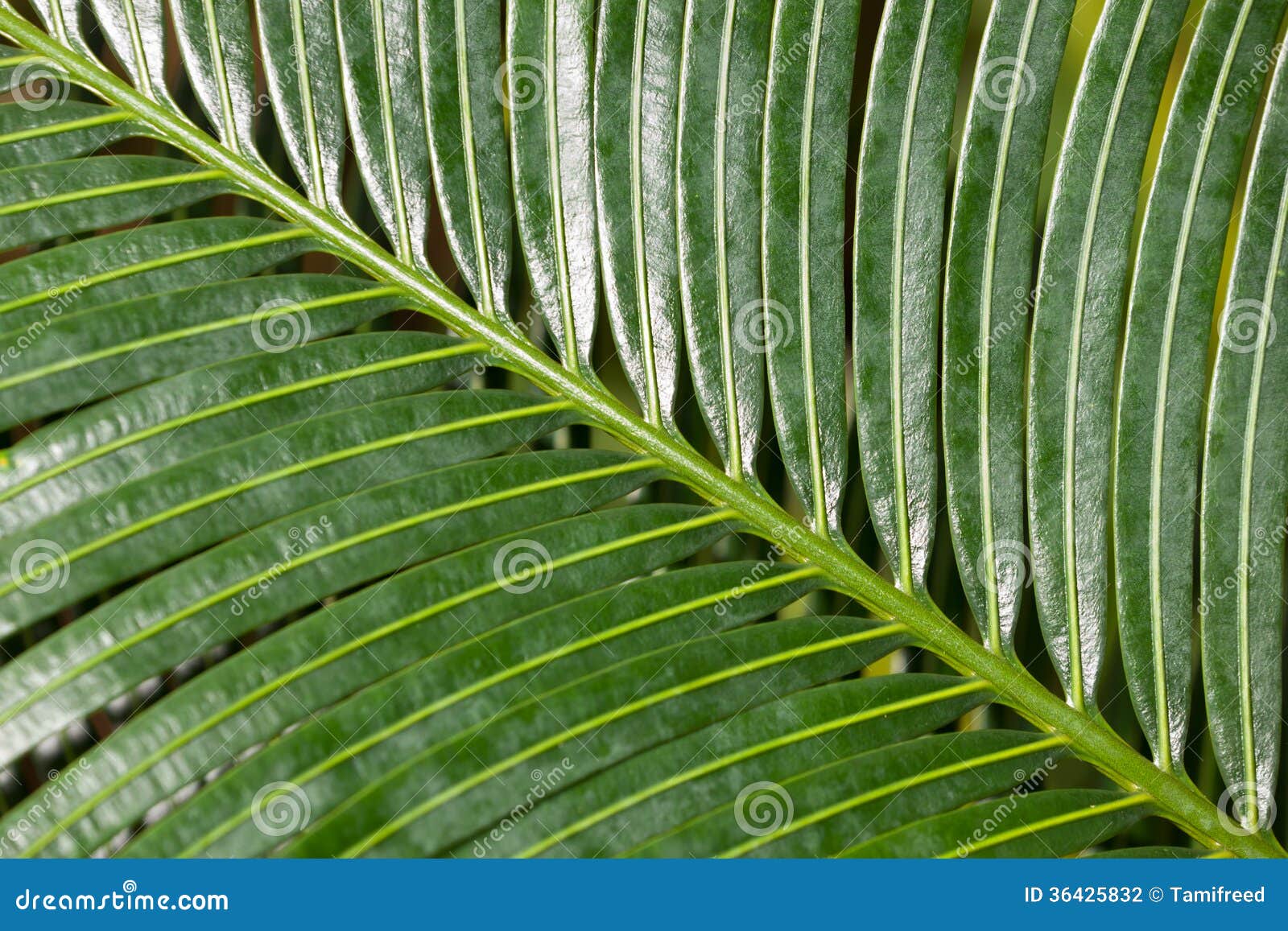 Diagonal Palm Leaf Section stock photo. Image of garden - 36425832