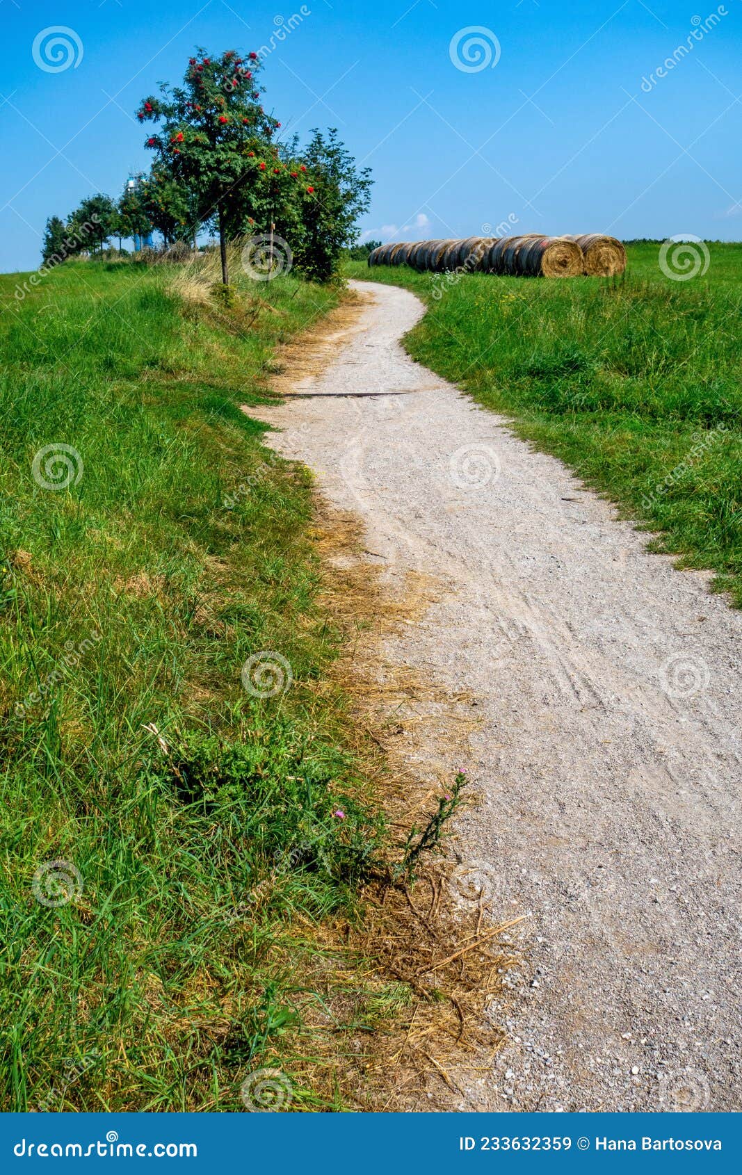 Diagonal Pathway between Green Grass Meadow with Rowan Tree and ...