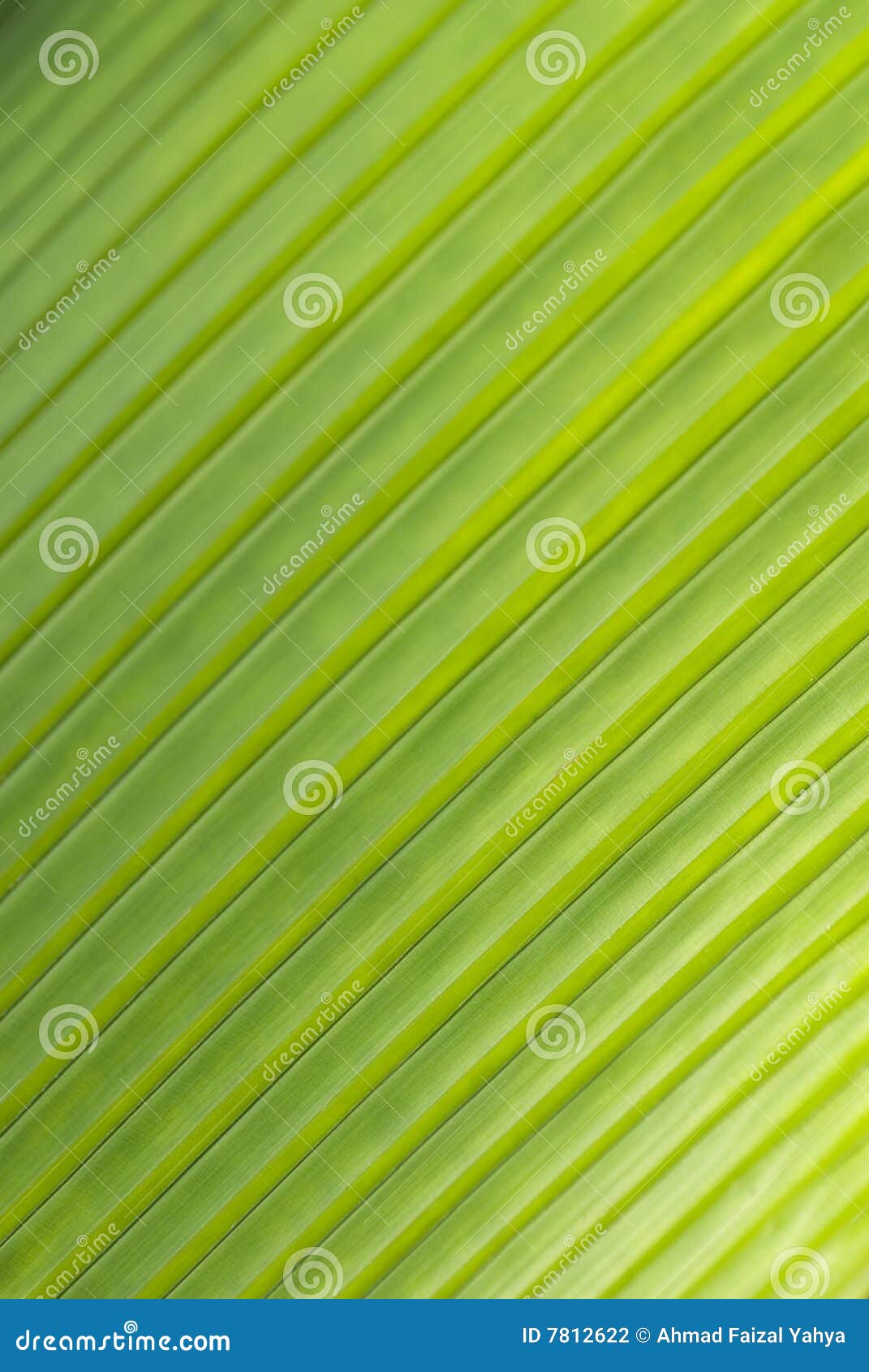 Diagonal Pattern of Palm Leaf Stock Photo - Image of leaves, foliage ...