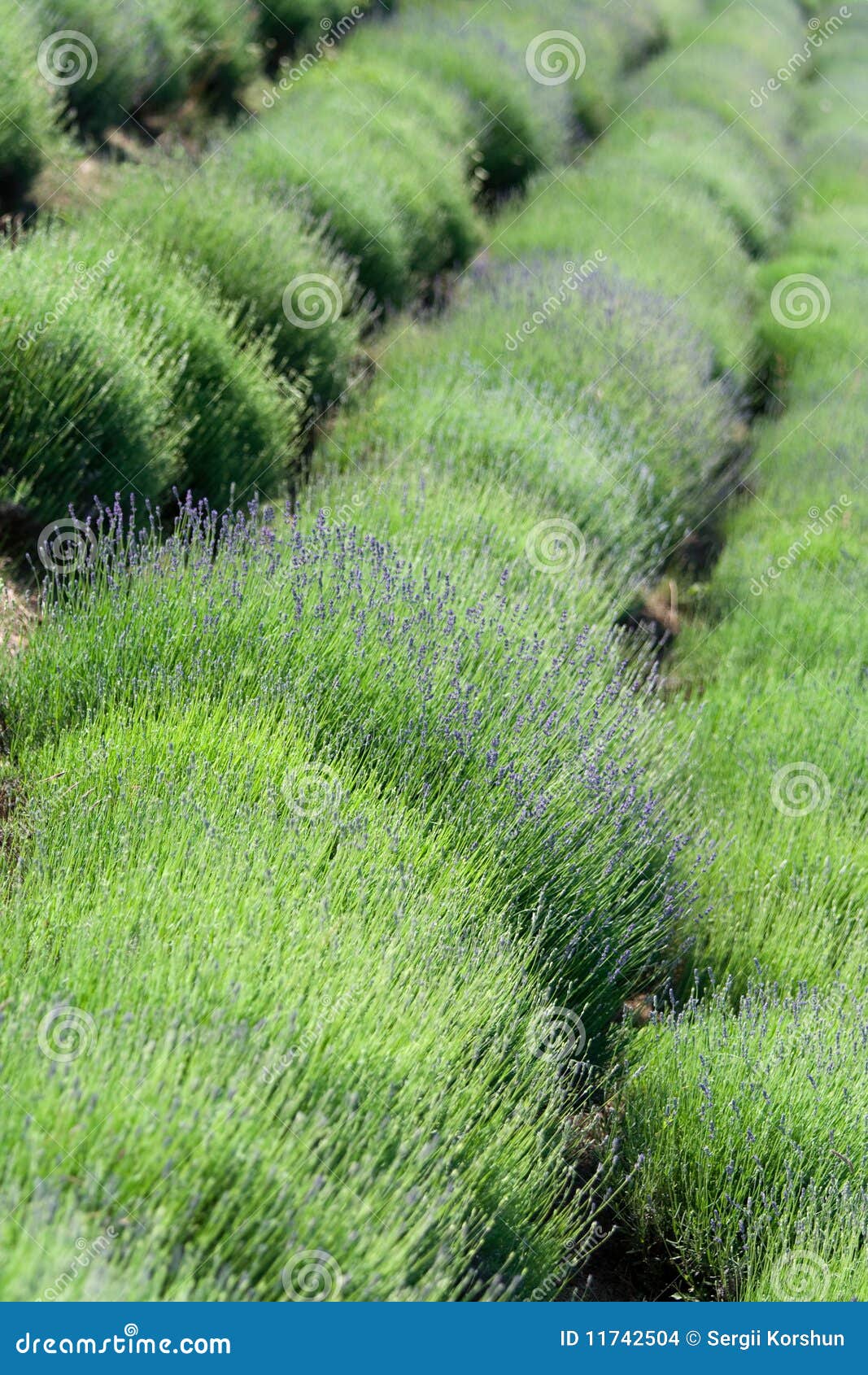 Diagonal Rows Lavender Plantation Stock Photo - Image of nature, plant ...