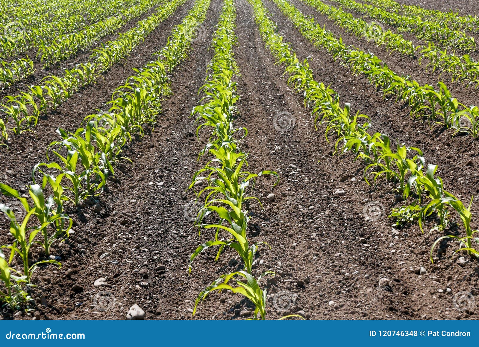Rows of corn stock photo. Image of land, earth, soil - 120746348 Rows of corn stock photo. Image of land, earth, soil - 120746348