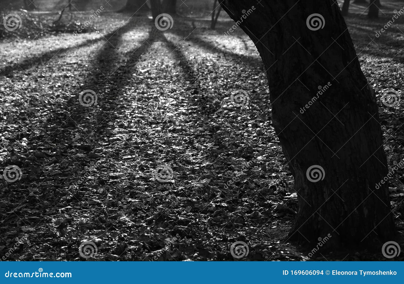 Shadows from Trees on a Background of Grass, Slanting Rays of the Sun ...