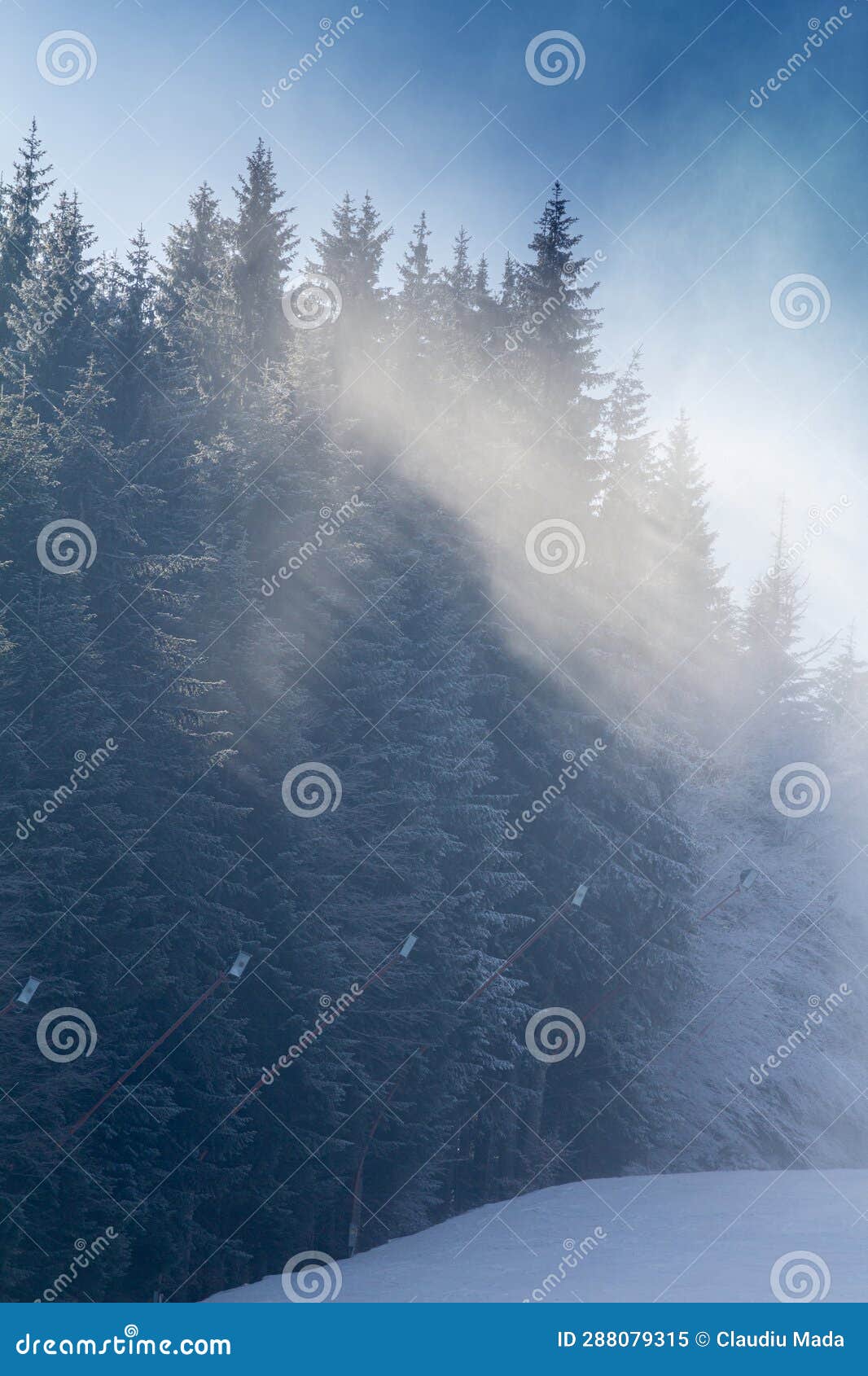 Sun Rays Over the Big Trees in Winter Stock Image - Image of reflection ...