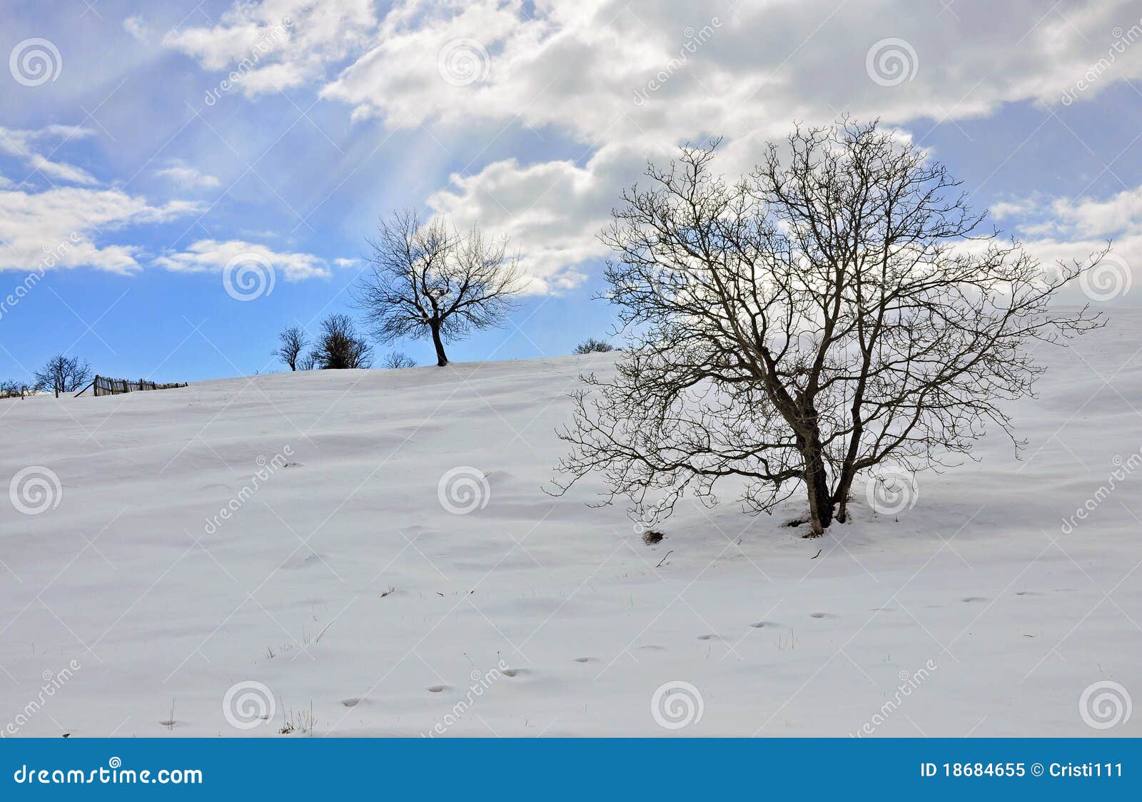 Diagonal tree stock image. Image of holiday, exploration - 18684655