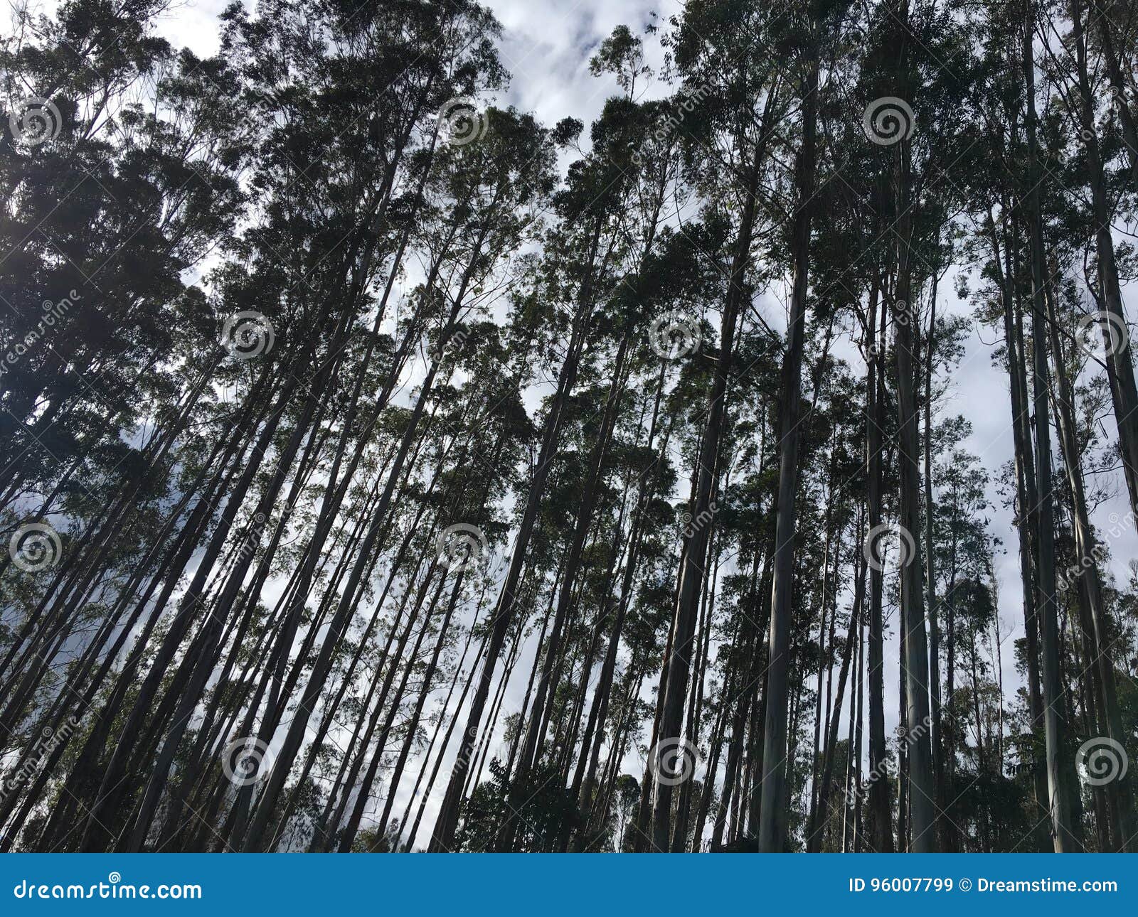 Diagonal trees stock image. Image of light, trees, blue - 96007799