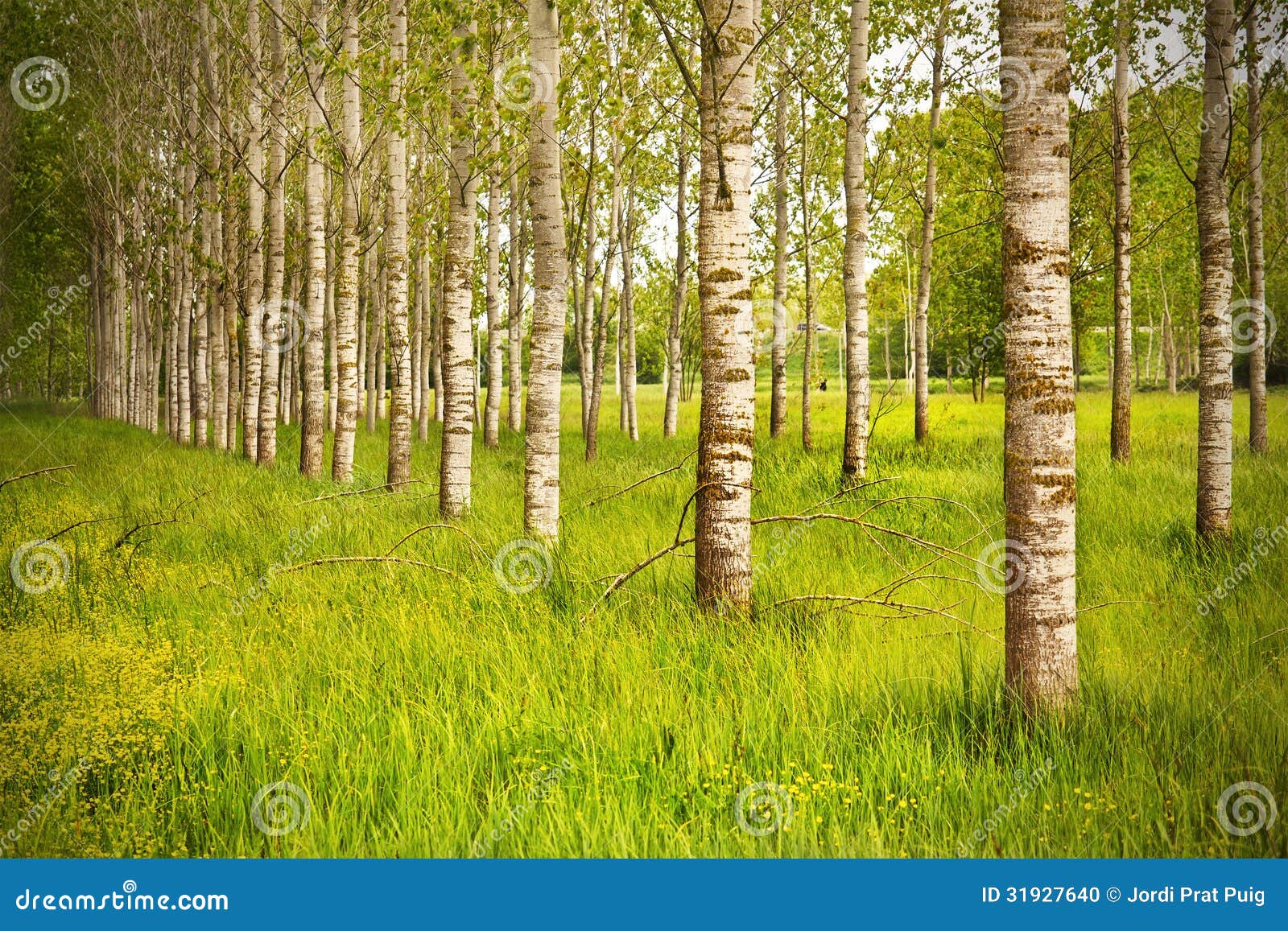 Diagonal trees stock photo. Image of forest, perspective - 31927640