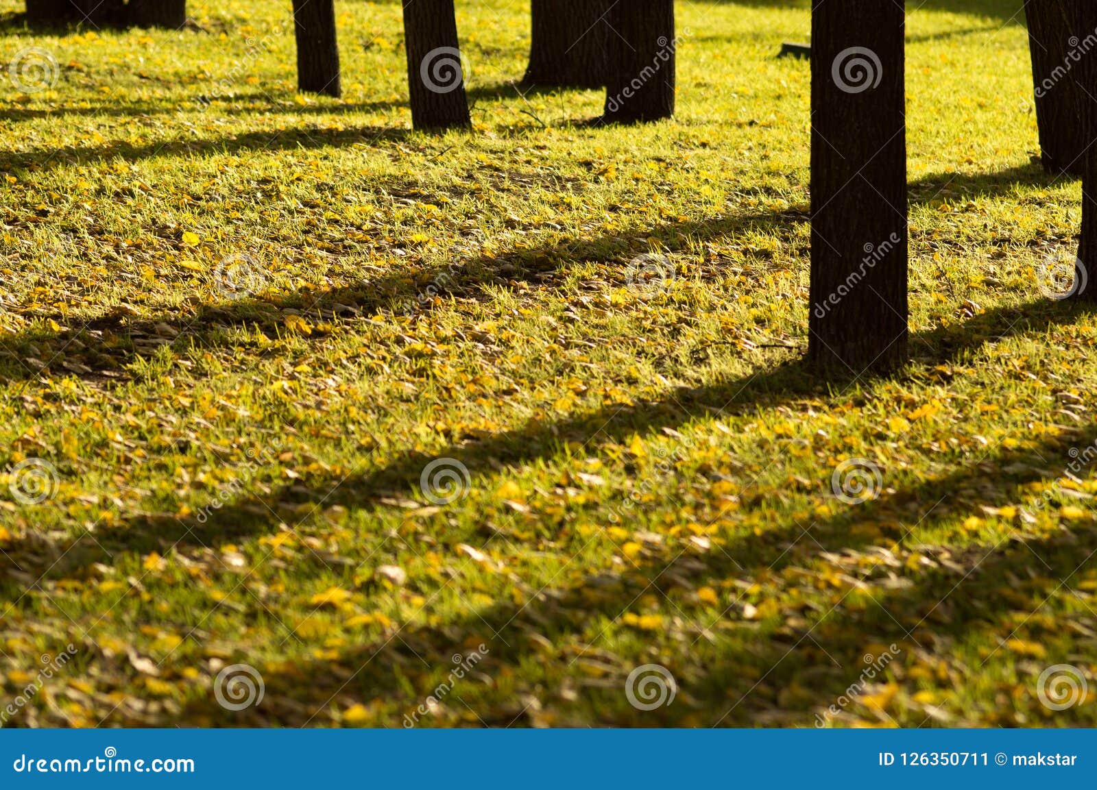 Diagonal Trees Shadows in an Autumn Park Stock Image - Image of plant ...