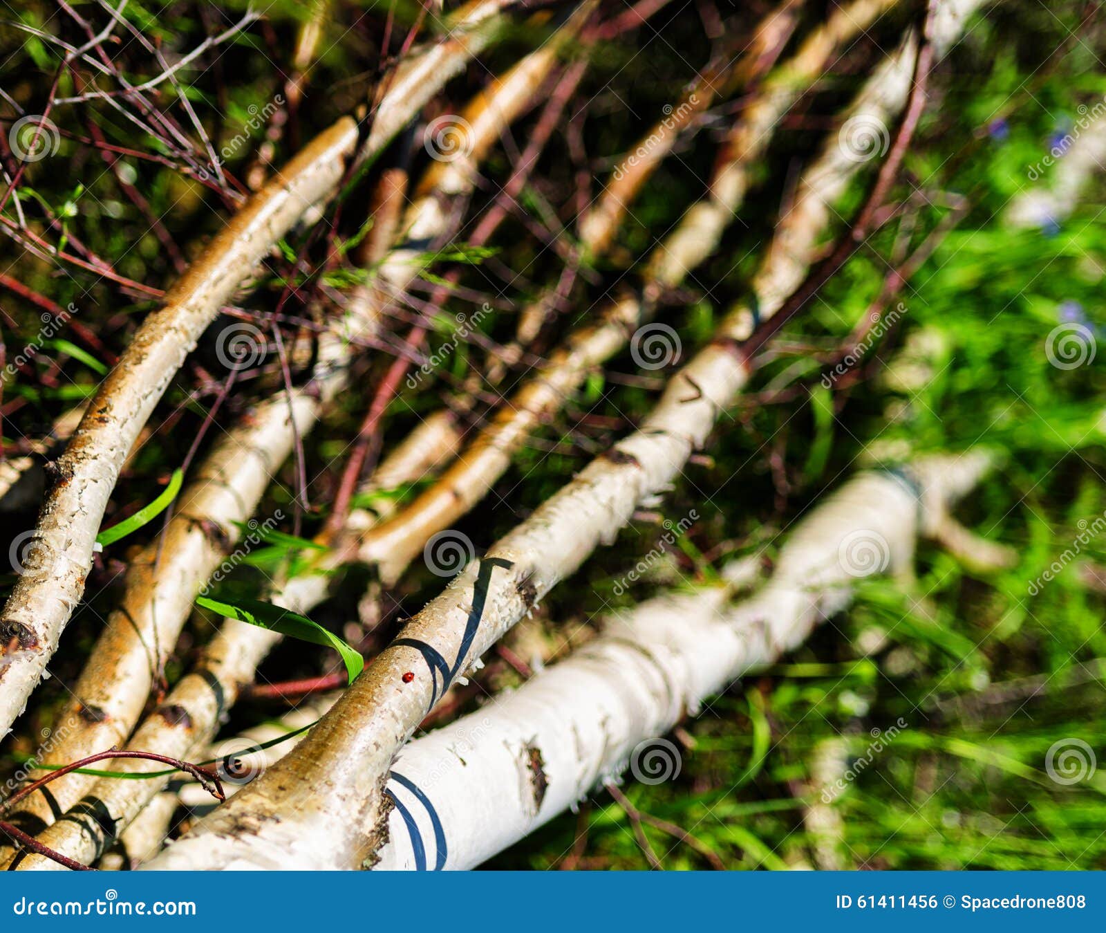 Diagonal vivid trunk tree stock photo. Image of diagonal - 61411456