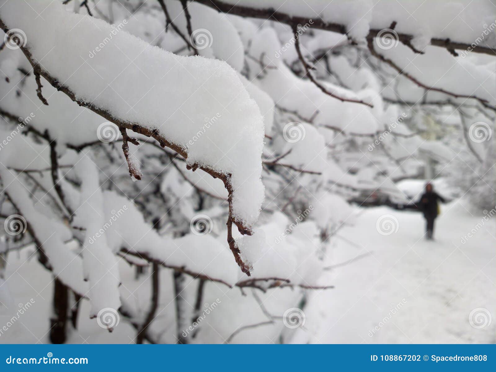 Diagonal Winter Branches in Snow Background Stock Photo - Image of ...