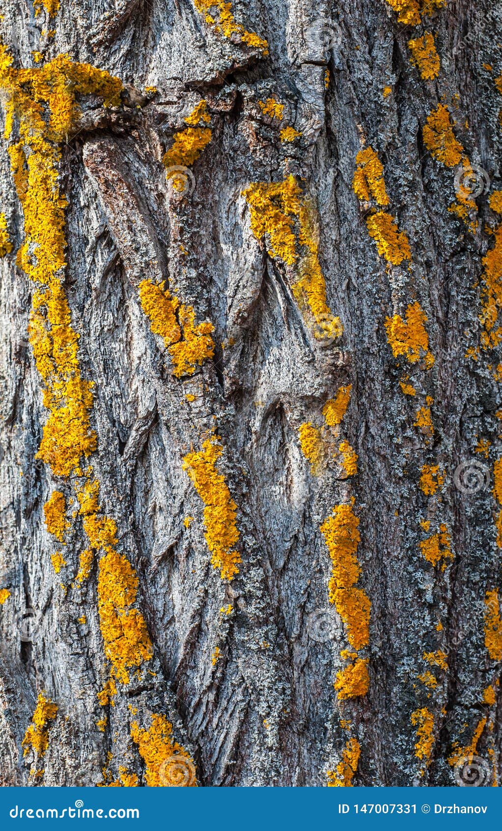 Diagonal Yellow Twenty Centimetres Ruller Isolated Stock Photo ...