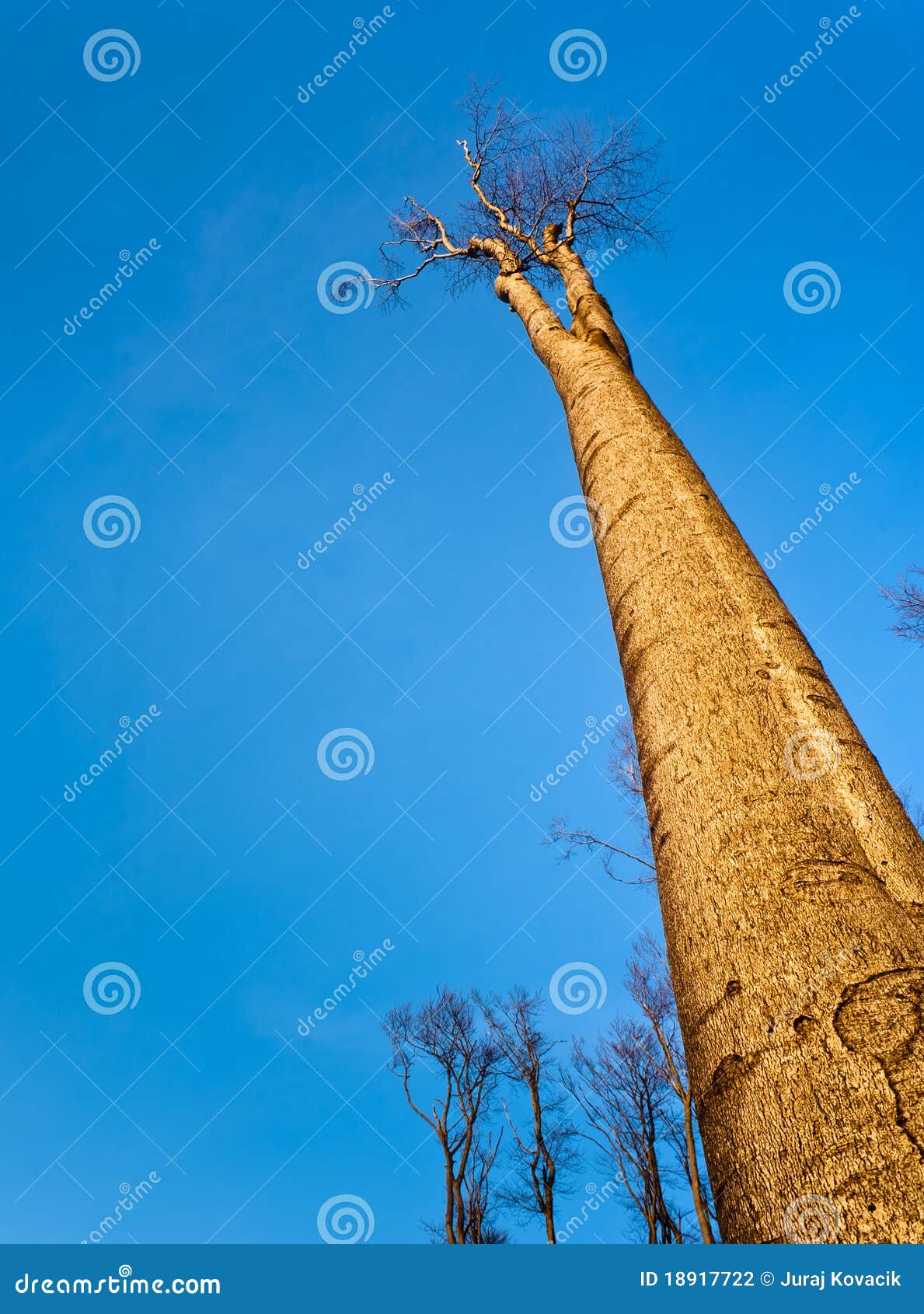 Diagonal yellow tree stock photo. Image of diagonal, evening - 18917722