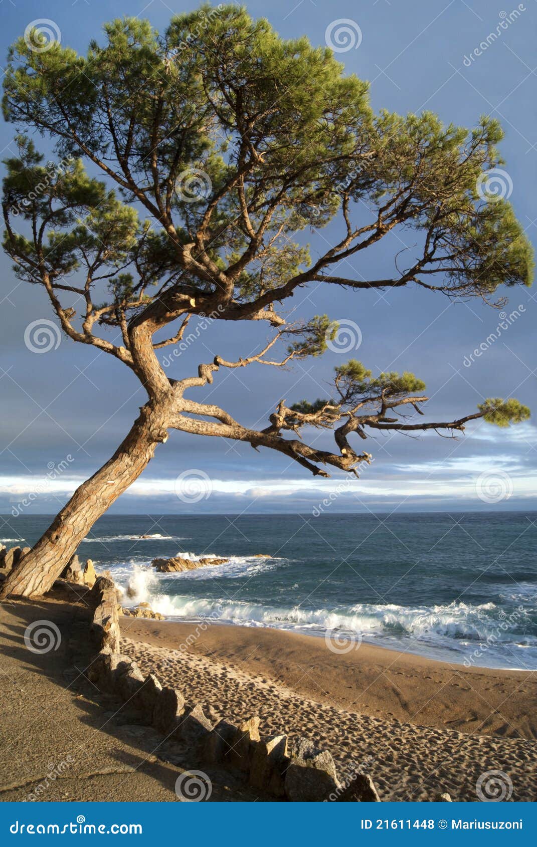 Diagonally Raised Tree and Sea Stock Photo - Image of beauty, seashore ...